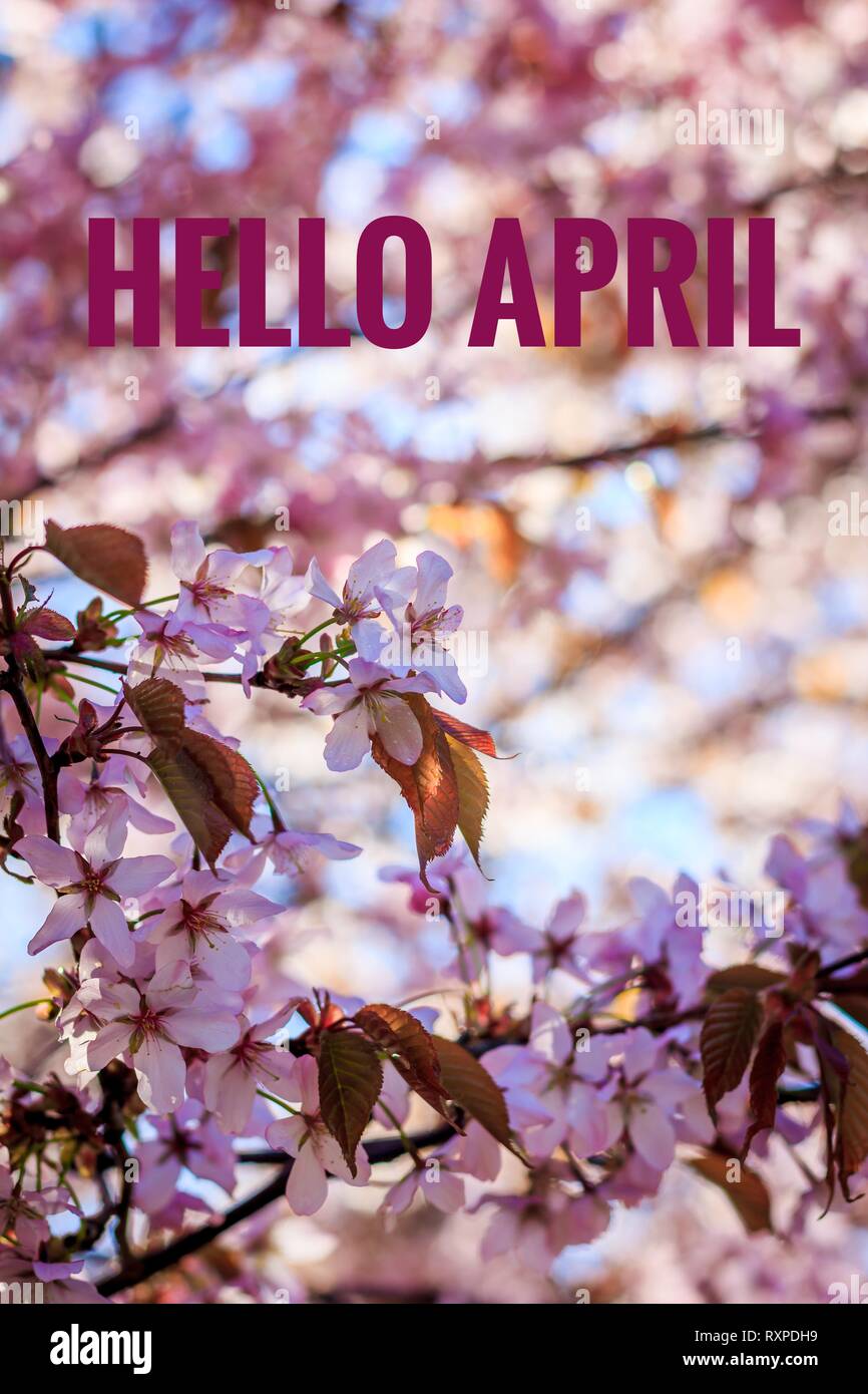 Banner hello april. Hi spring. Hello April. Welcome card We are waiting ...