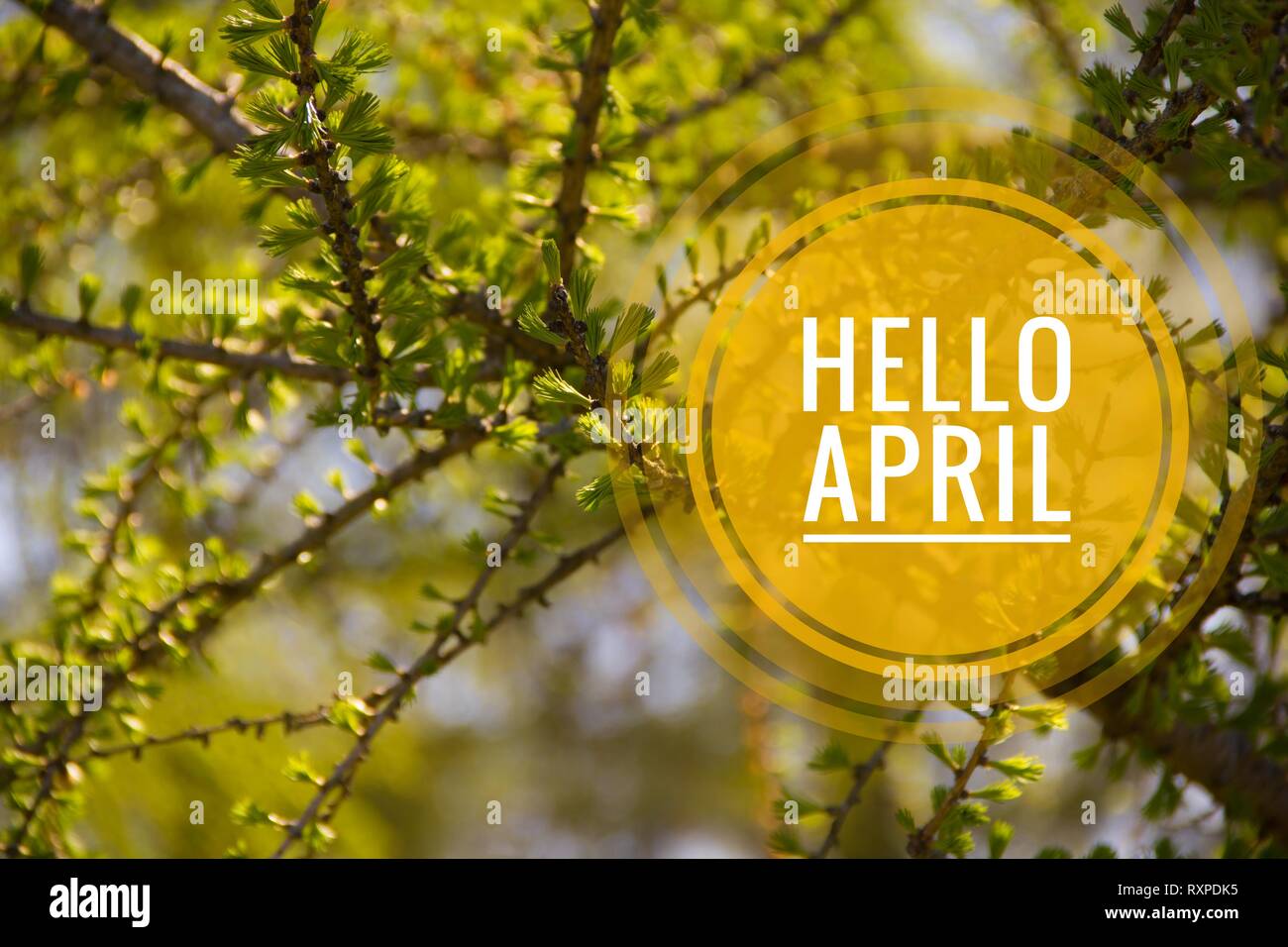 Banner hello april. Hi spring. Hello April. Welcome card We are waiting ...