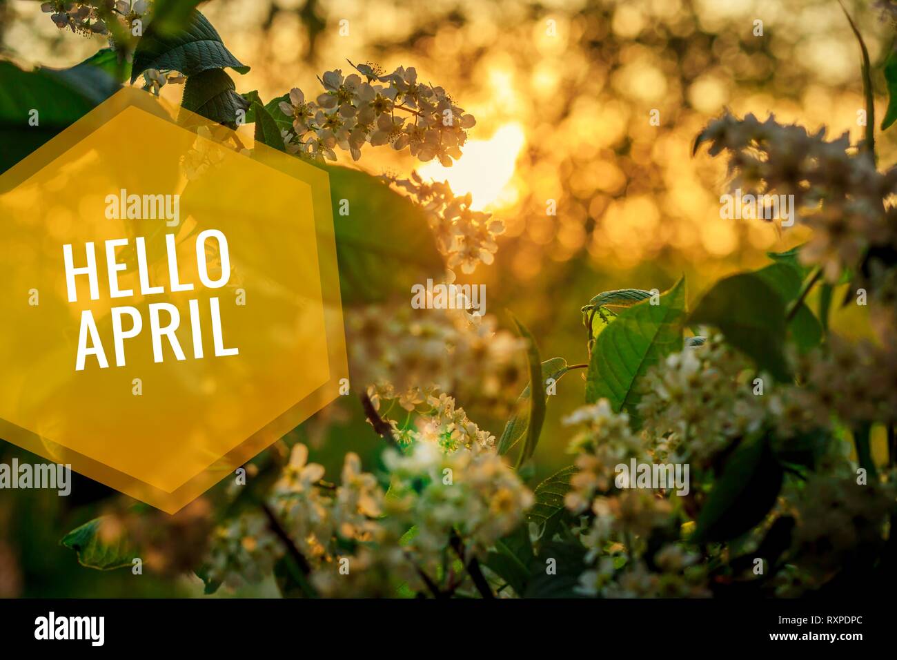 Banner hello april. Hi spring. Hello April. Welcome card We are waiting ...