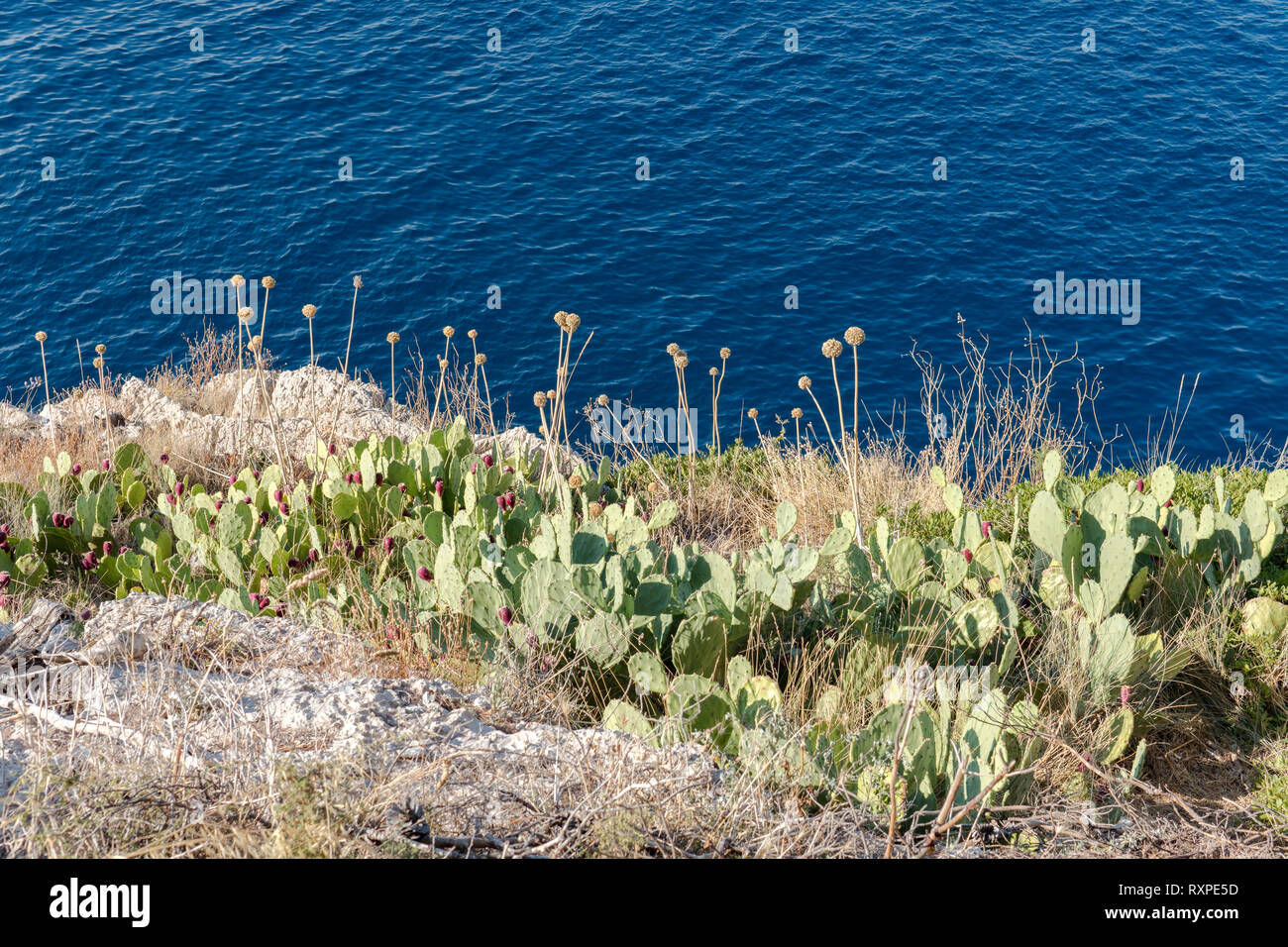 green cactus with red fruits in pine forest in Croatia Stock Photo - Alamy