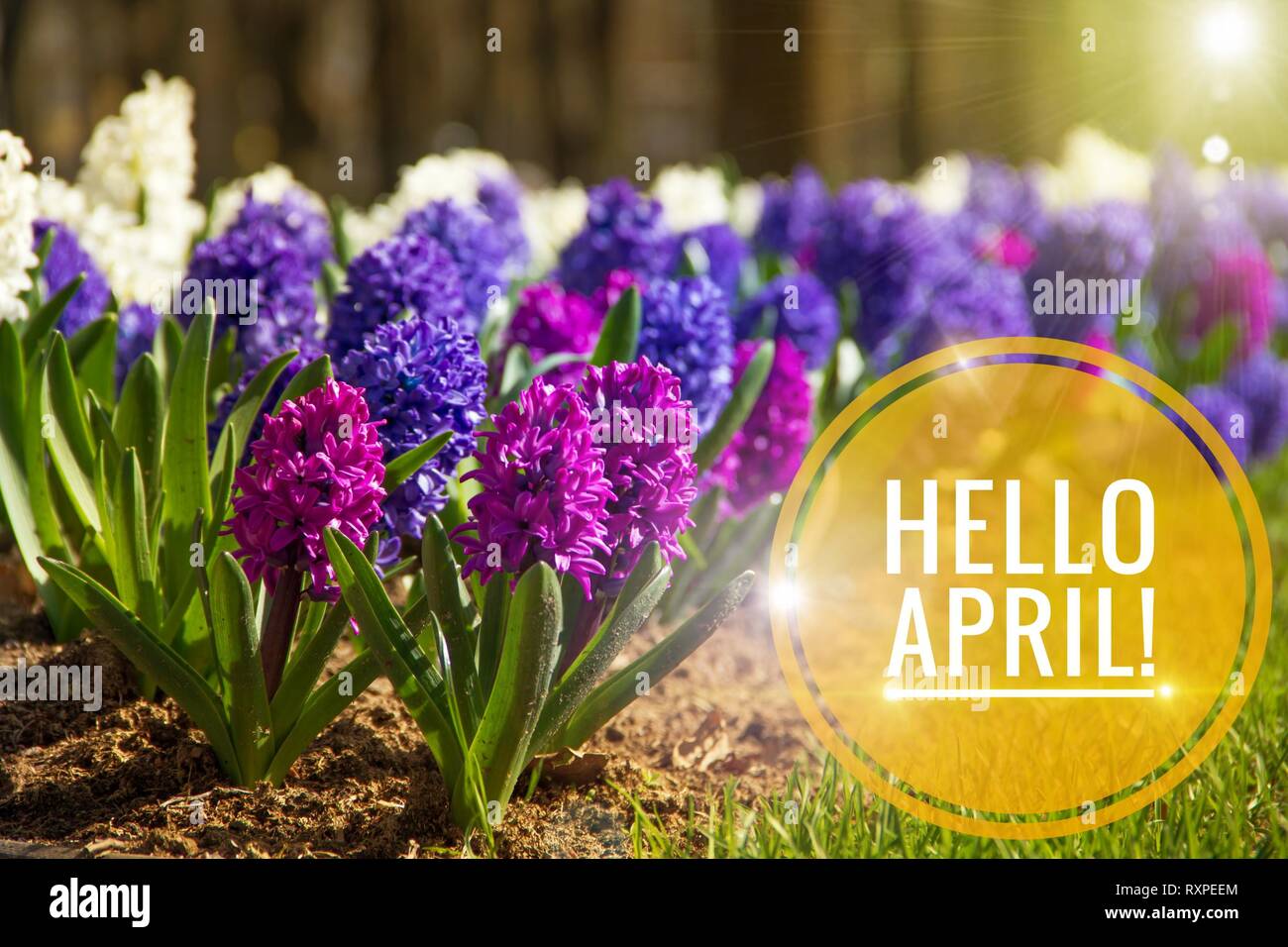 Banner hello april. Hi spring. Hello April. Welcome card We are waiting ...