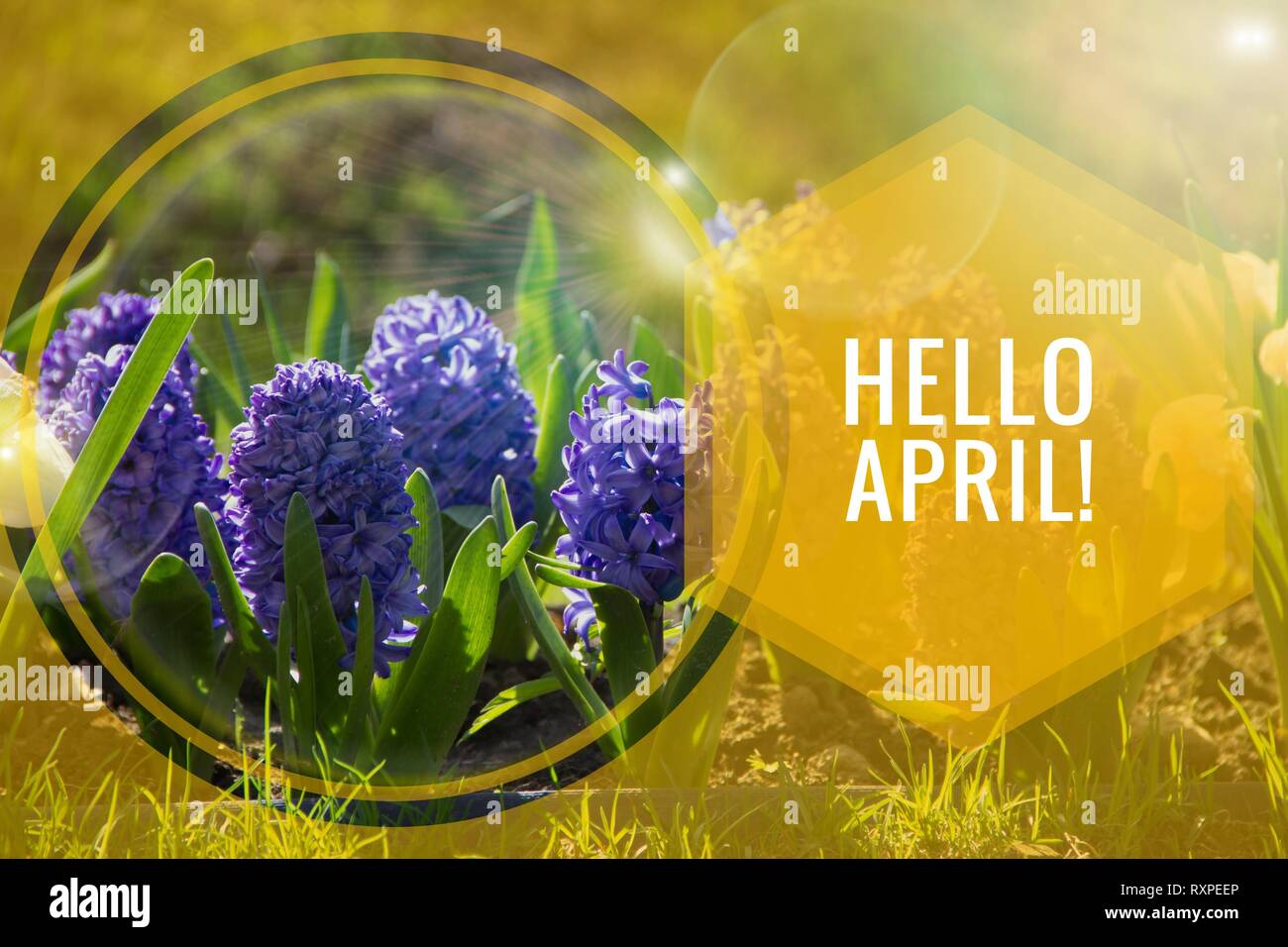 Banner hello april. Hi spring. Hello April. Welcome card We are waiting ...