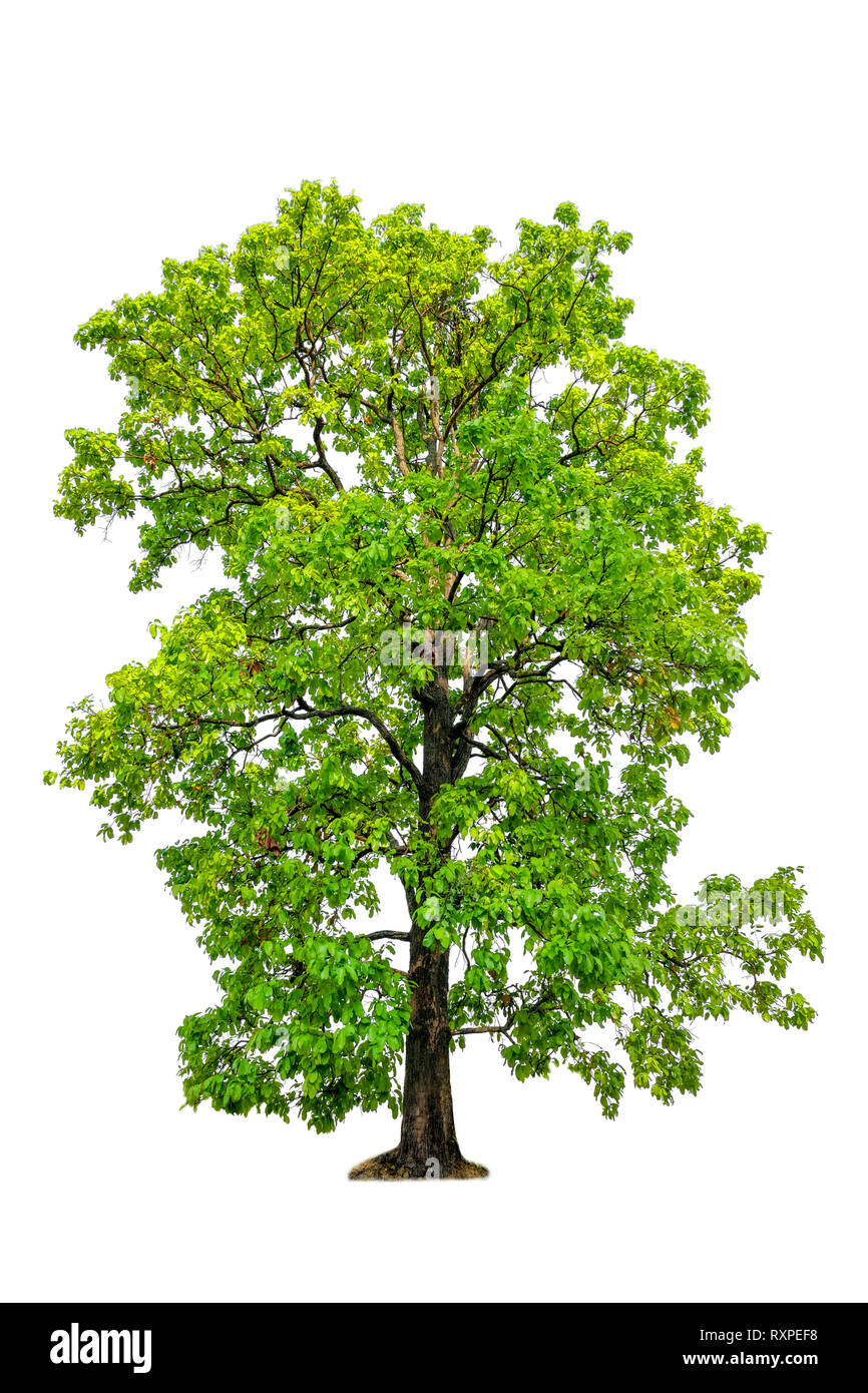 isolated beautiful green tree on white background, hight qaulity tree ...