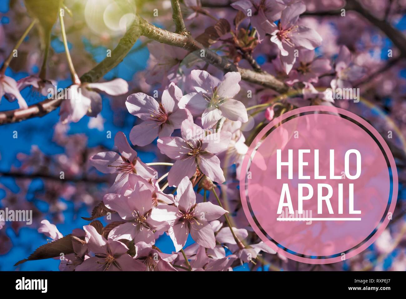 Banner hello april. Hi spring. Hello April. Welcome card We are waiting ...