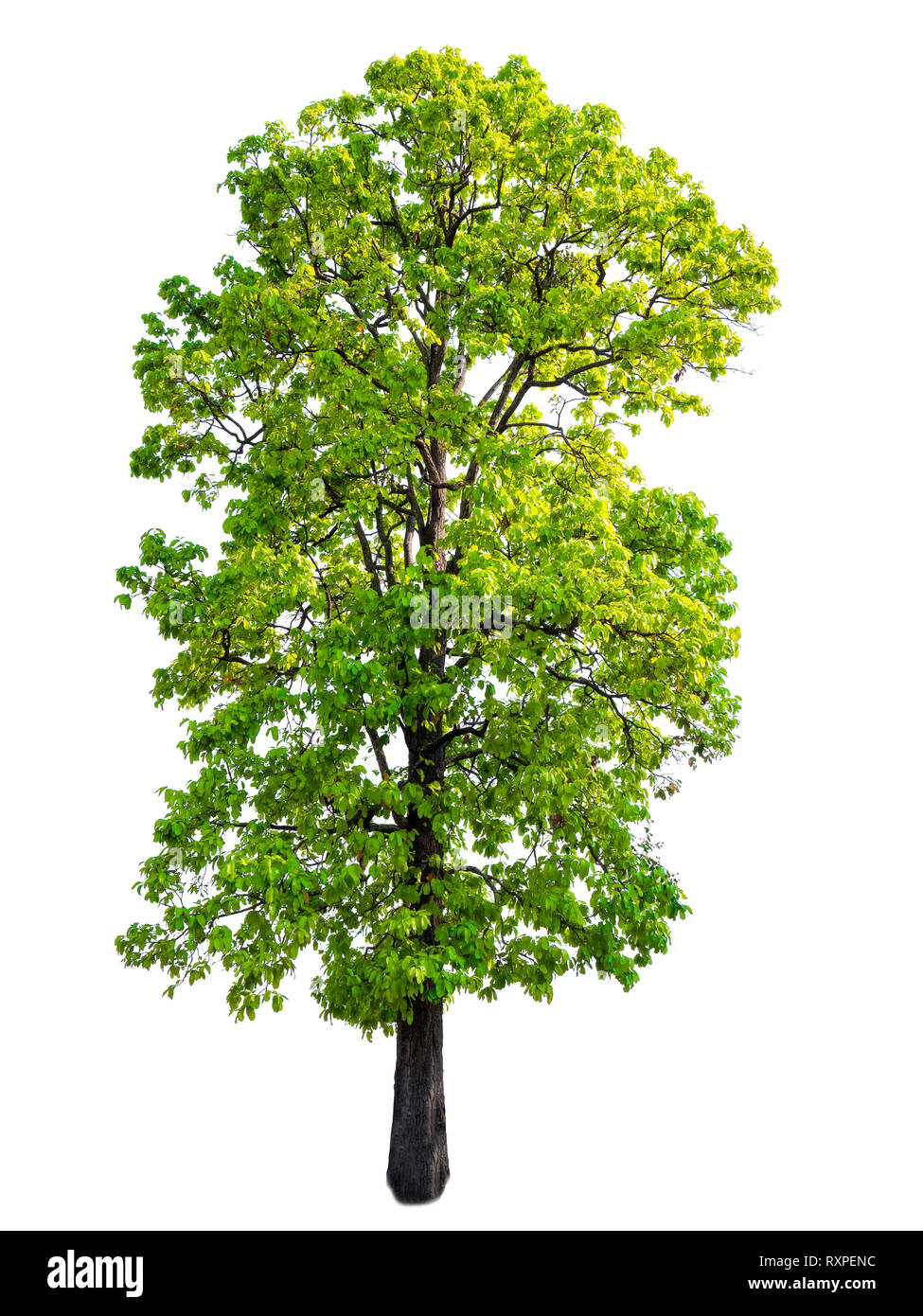 isolated beautiful green tree on white background, hight qaulity tree ...