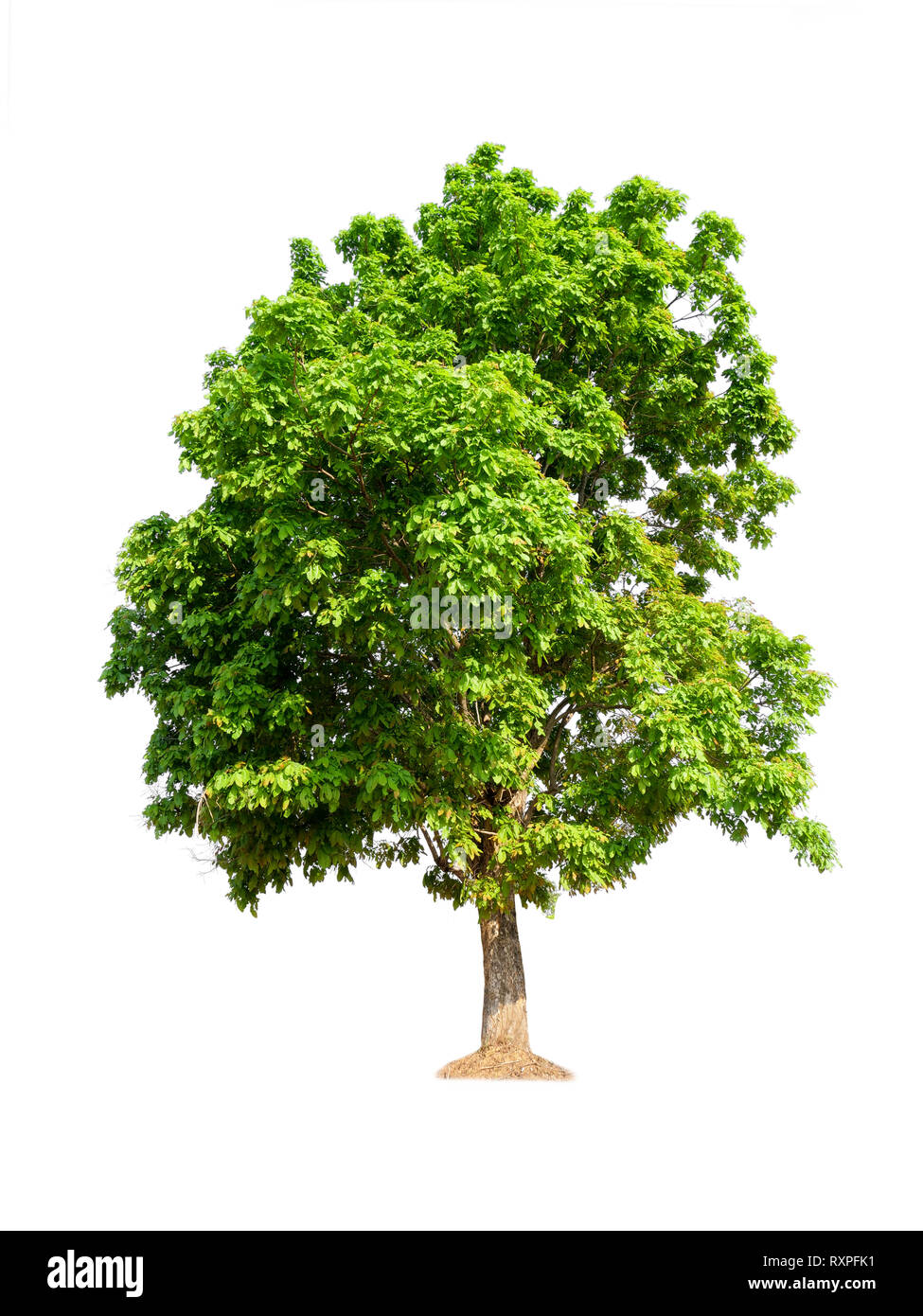 isolated beautiful green tree on white background, hight qaulity tree ...