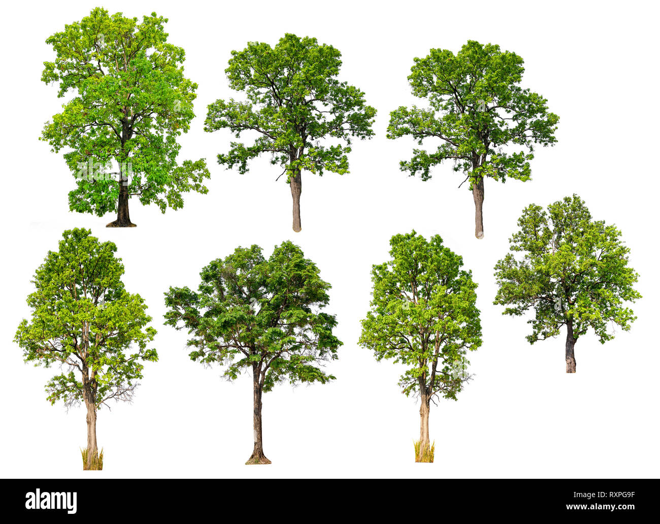 collection hight quality big green tree isolated on white background ...