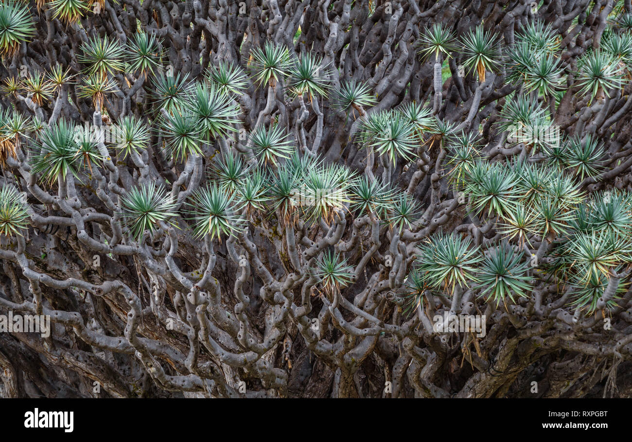 Millennial dragon tree hi-res stock photography and images - Alamy