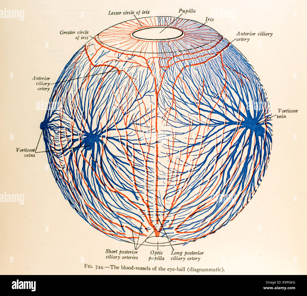 Normal anatomy of the human eye and orbit hi-res stock photography and ...