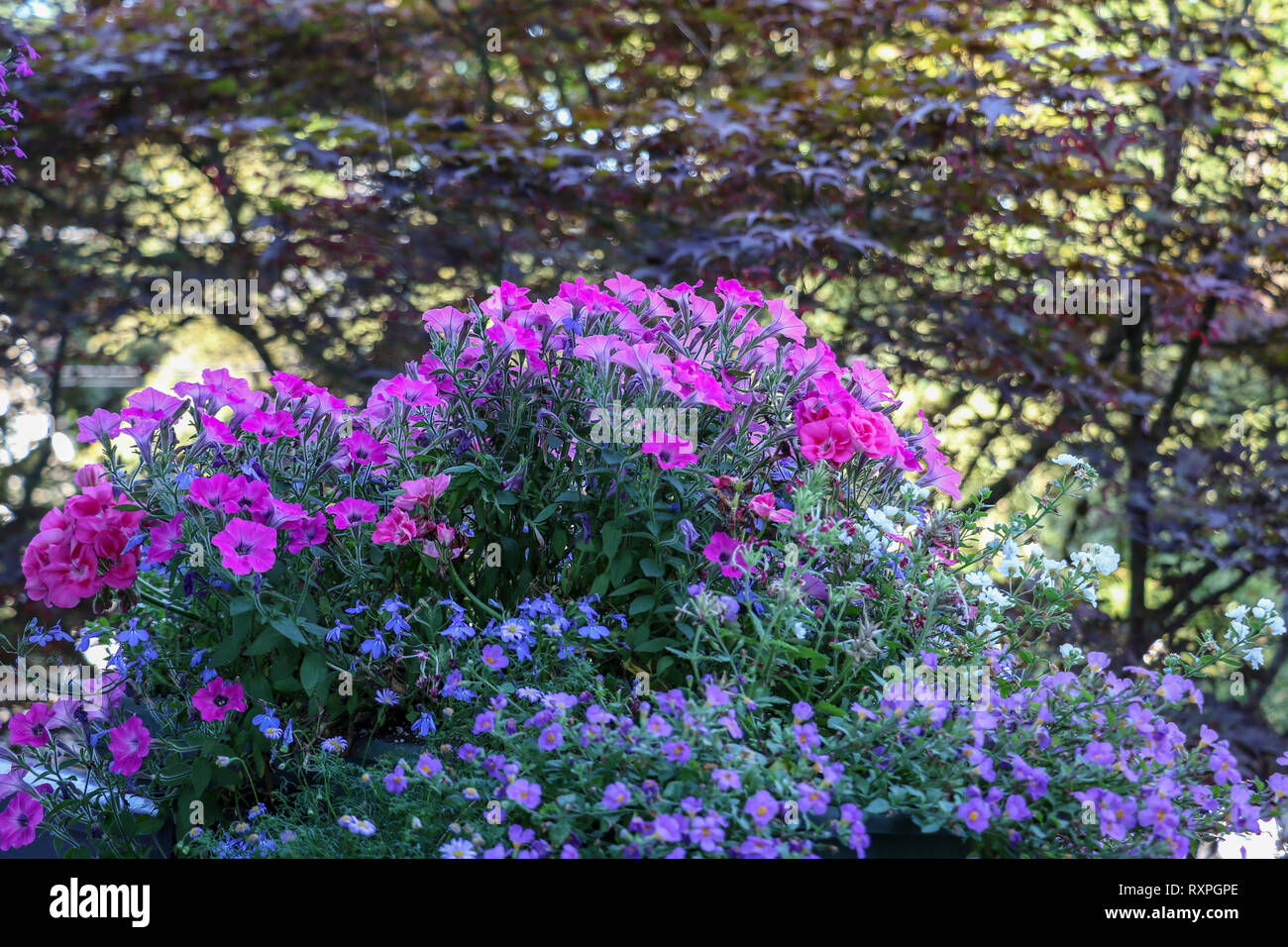Geraniums lobelia hi-res stock photography and images - Alamy