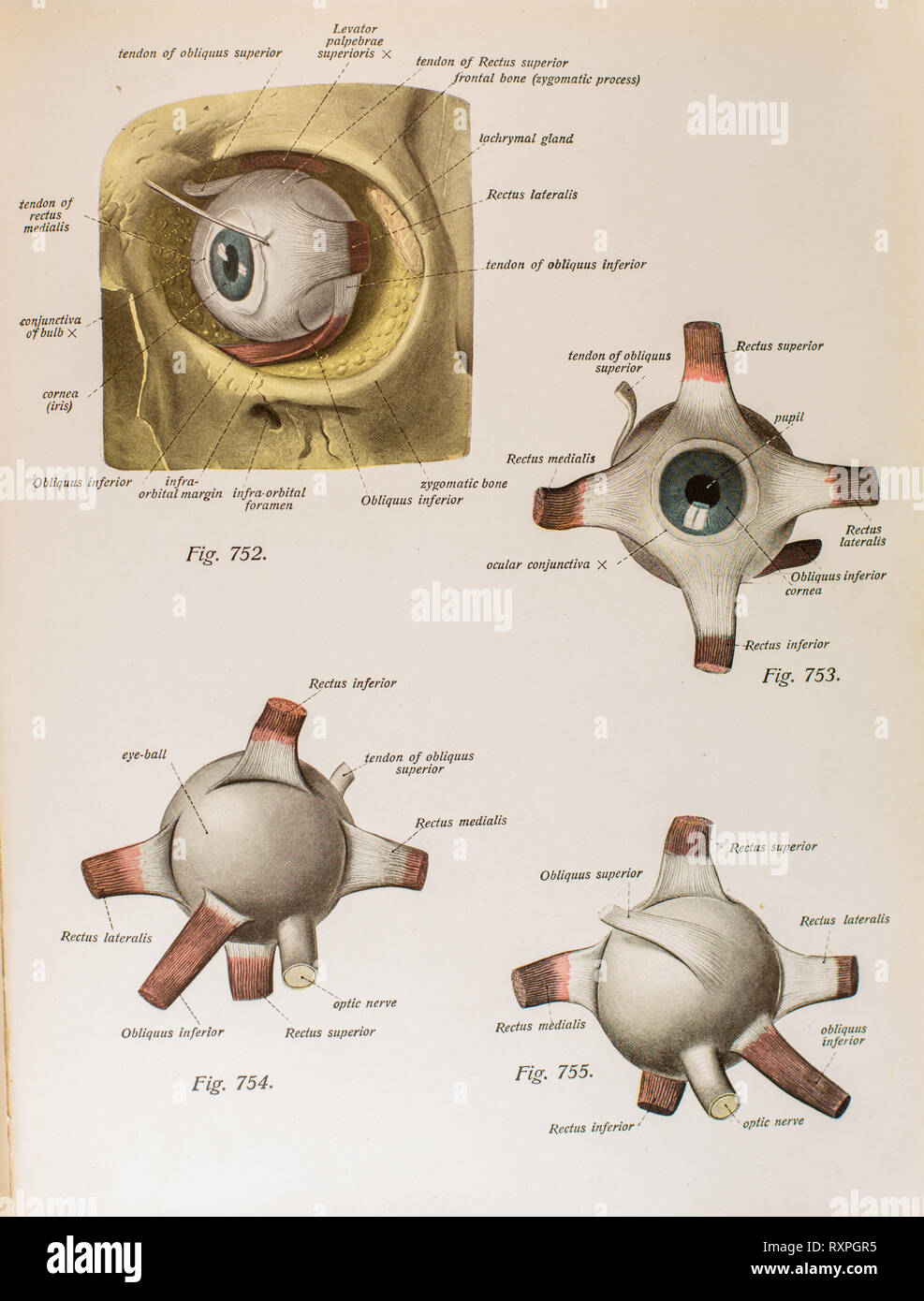 Anatomy of Human Sight Stock Photo - Alamy
