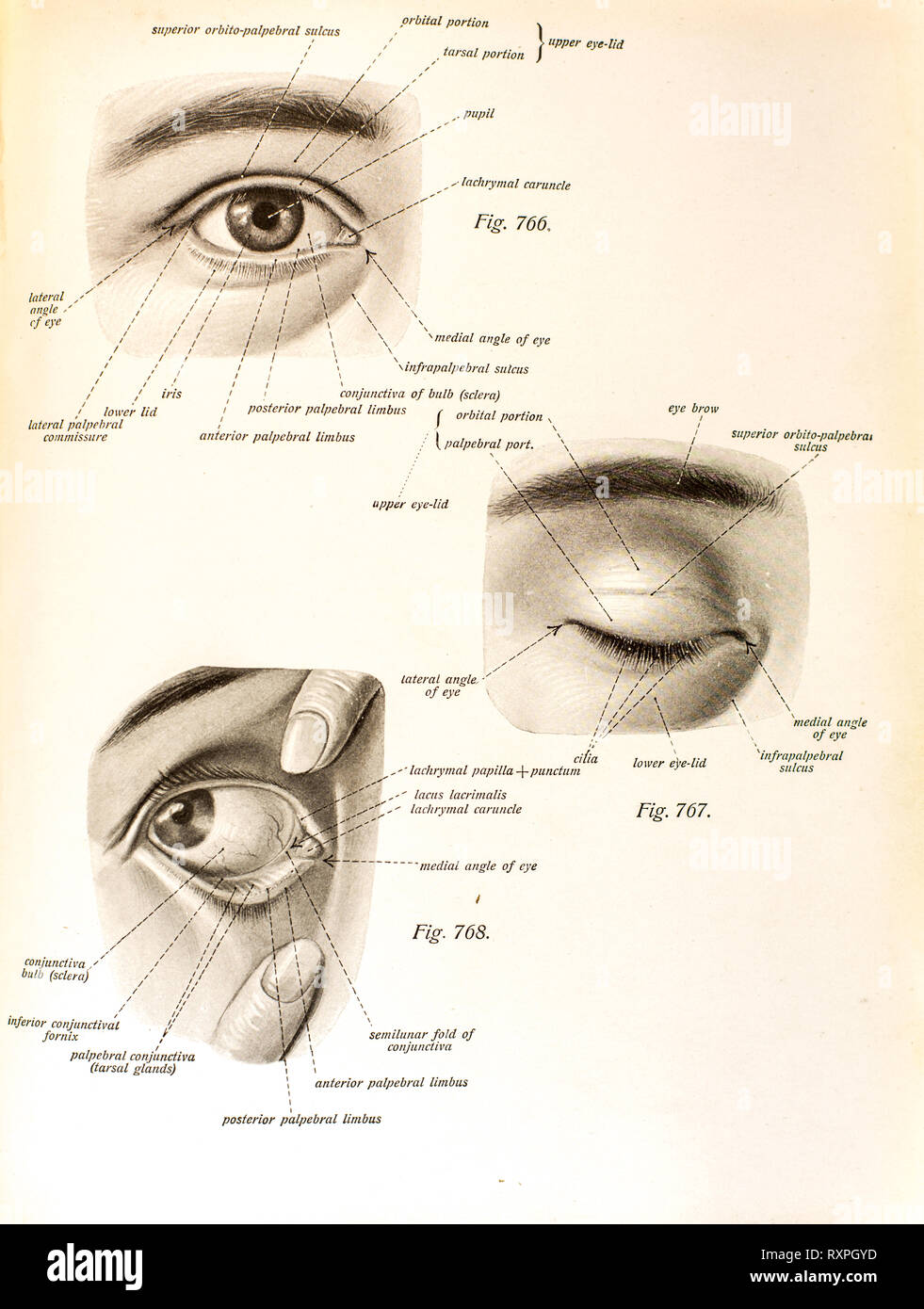 Anatomy of Human Sight Stock Photo - Alamy