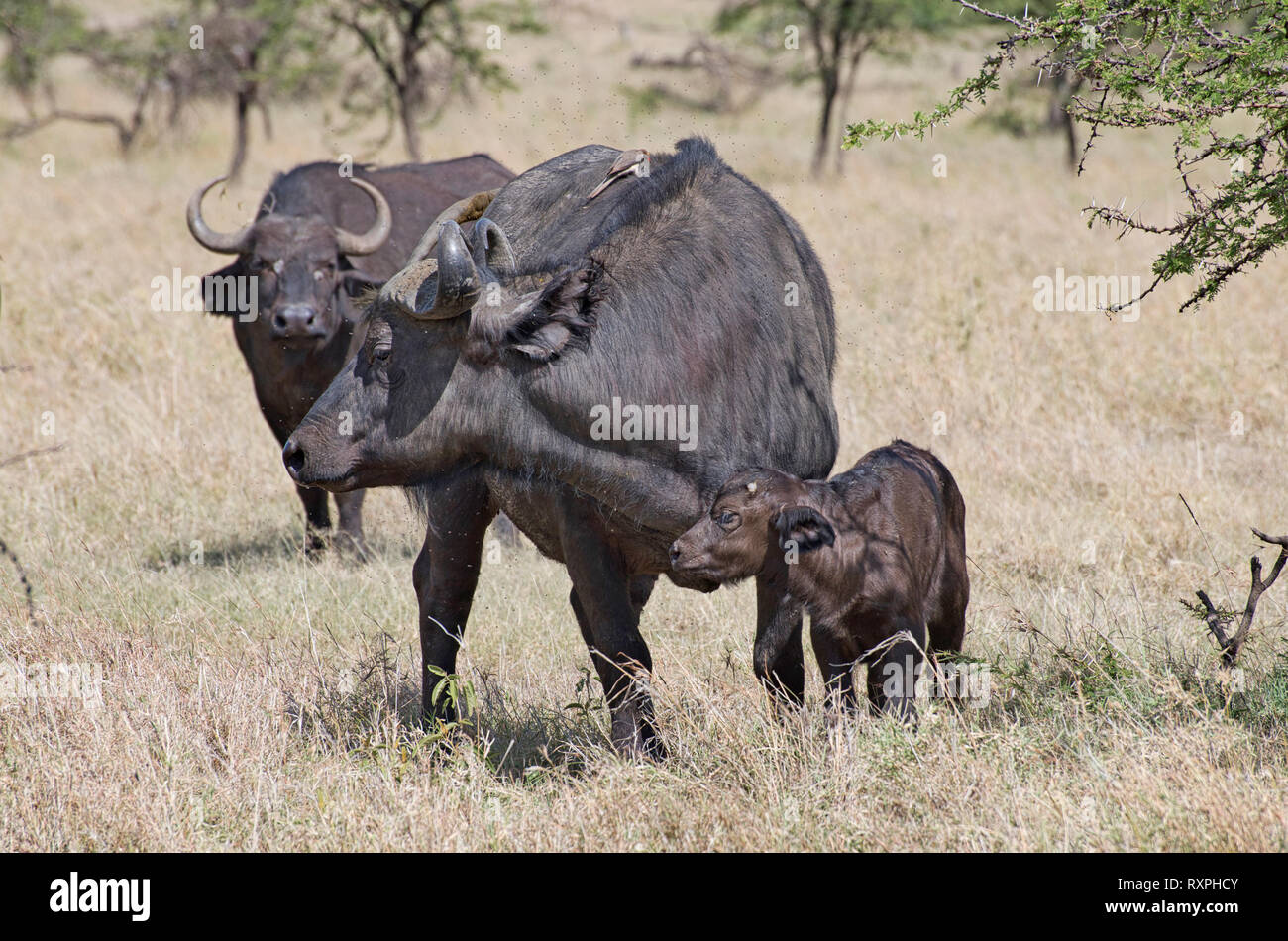 Female cape buffalo hi-res stock photography and images - Alamy