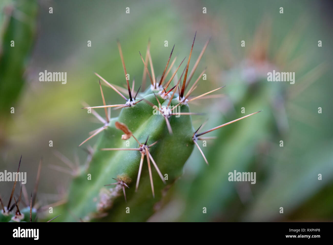 Close up of cactus to show detail of spikes Stock Photo - Alamy