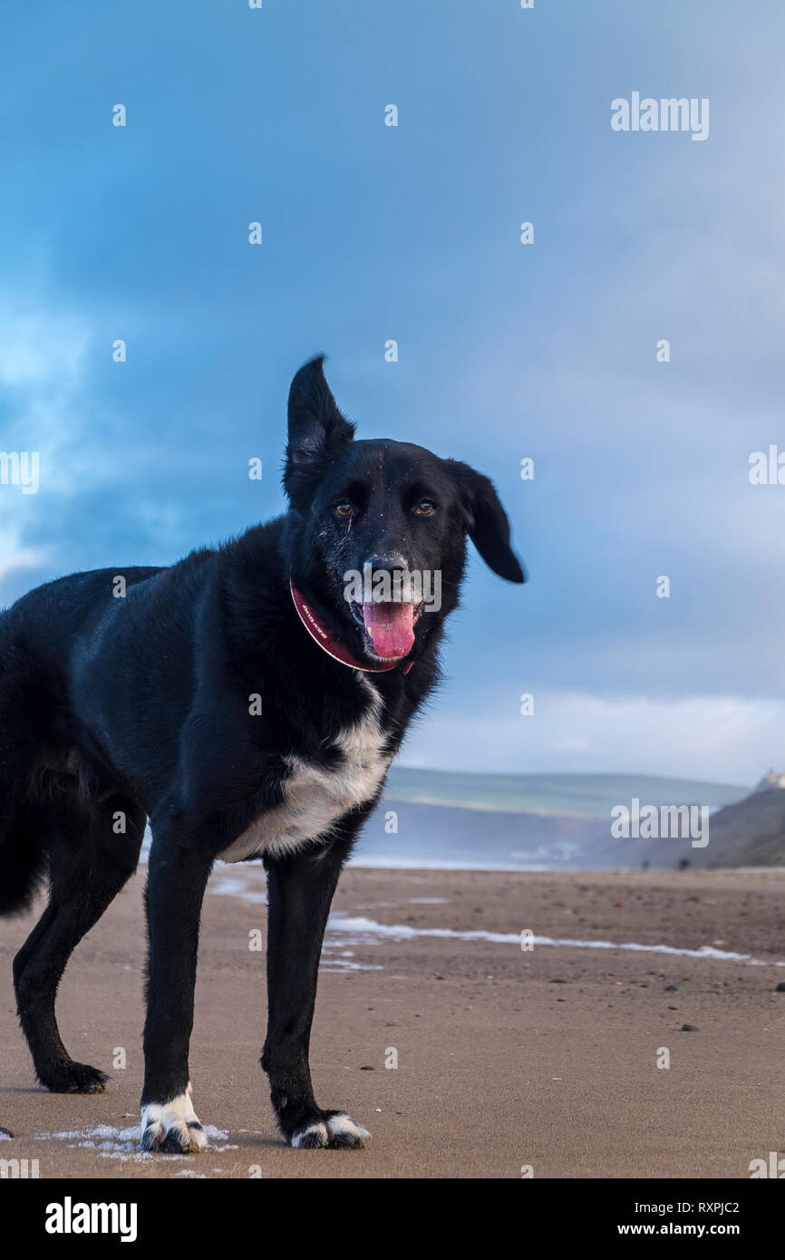 collie cross dog on a beach Stock Photo - Alamy