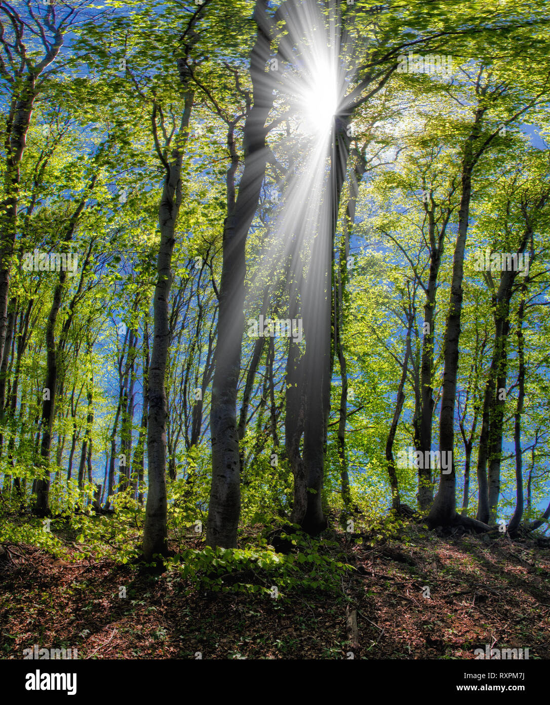 Sunburst Sun Rays In Forest High Resolution Stock Photography and ...