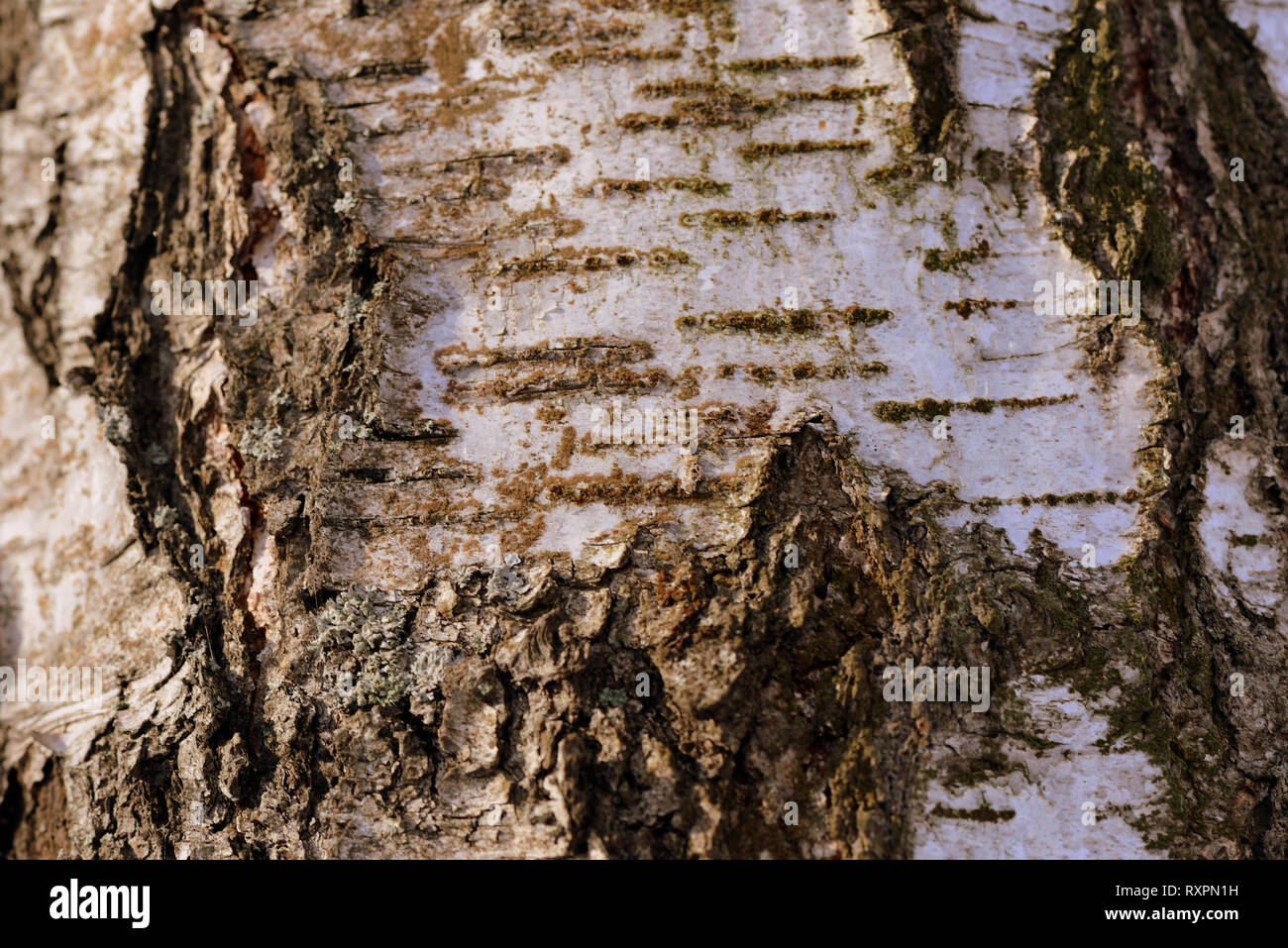 Birch tree bark texture and background close up. Brown color toned ...