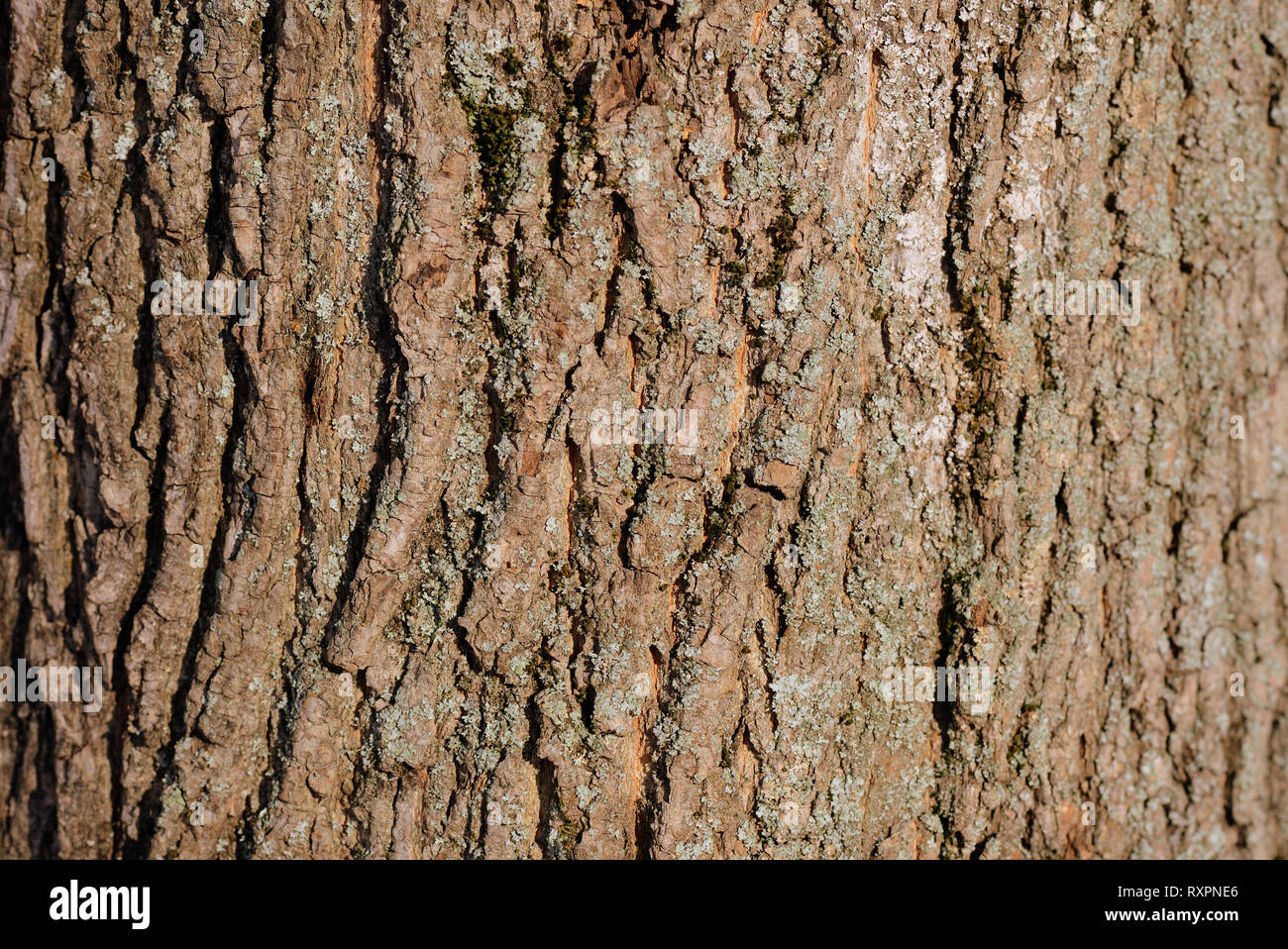 Old tree bark texture and background close up. Brown color toned Stock ...