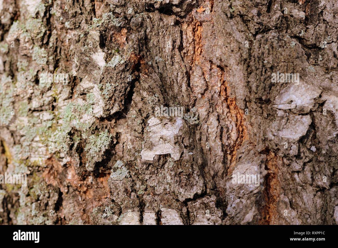Birch tree bark texture and background close up. Brown color toned ...