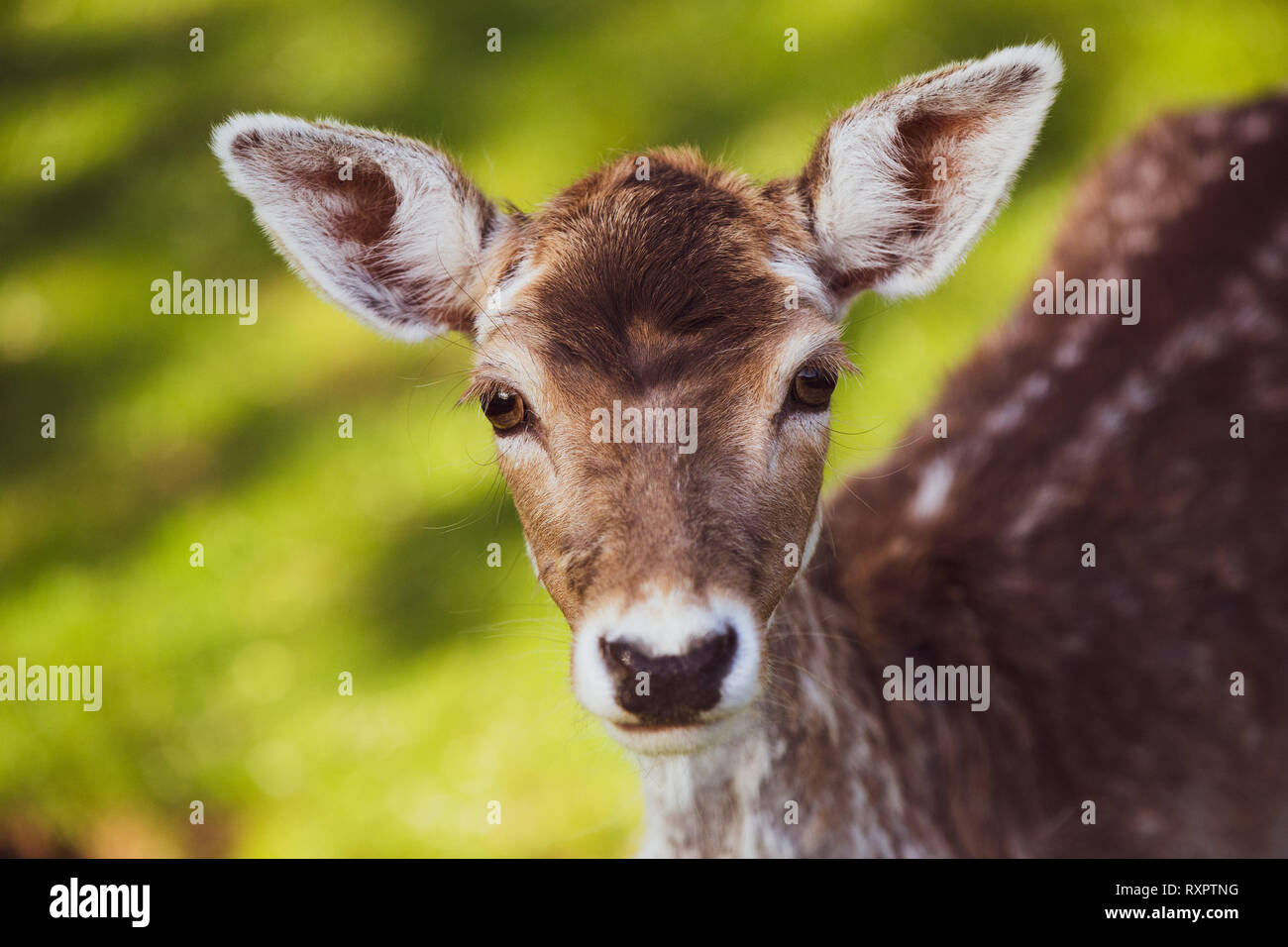 deer face closeup Stock Photo - Alamy