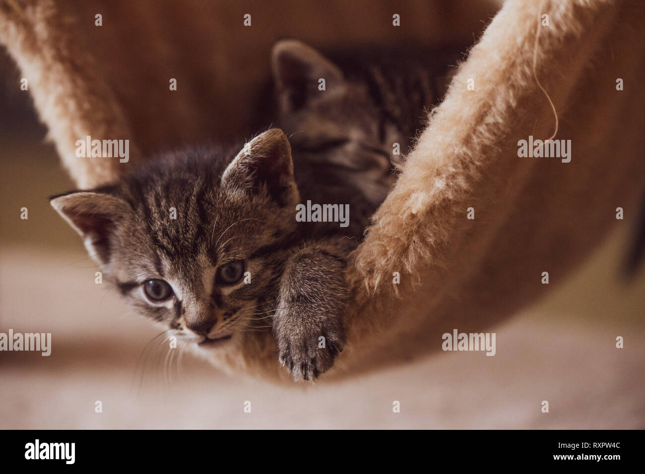 cute kitten relaxing Stock Photo - Alamy