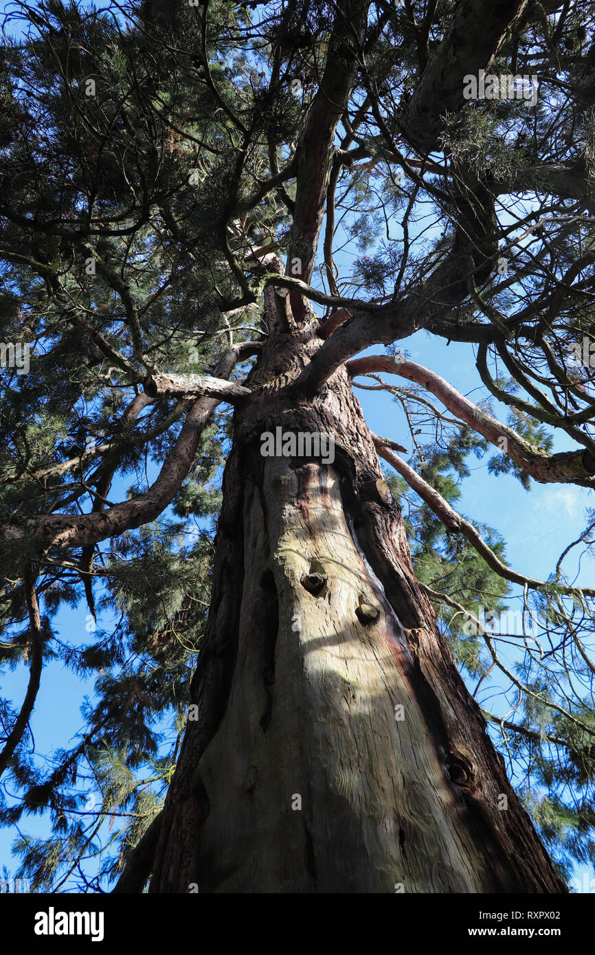 Tall tree hi-res stock photography and images - Alamy