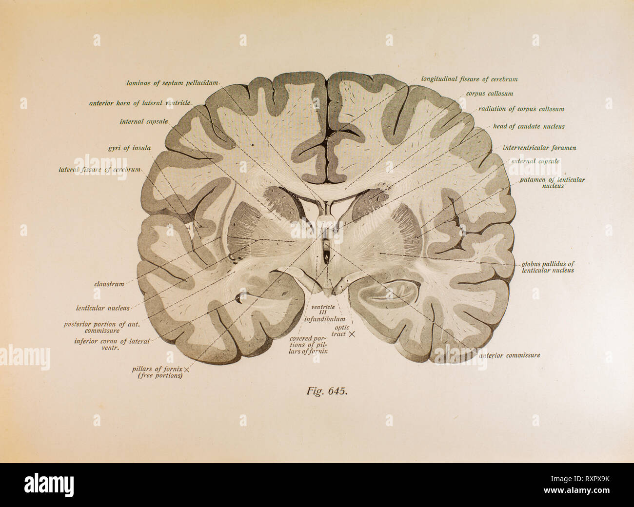 Structures of brain hi-res stock photography and images - Alamy