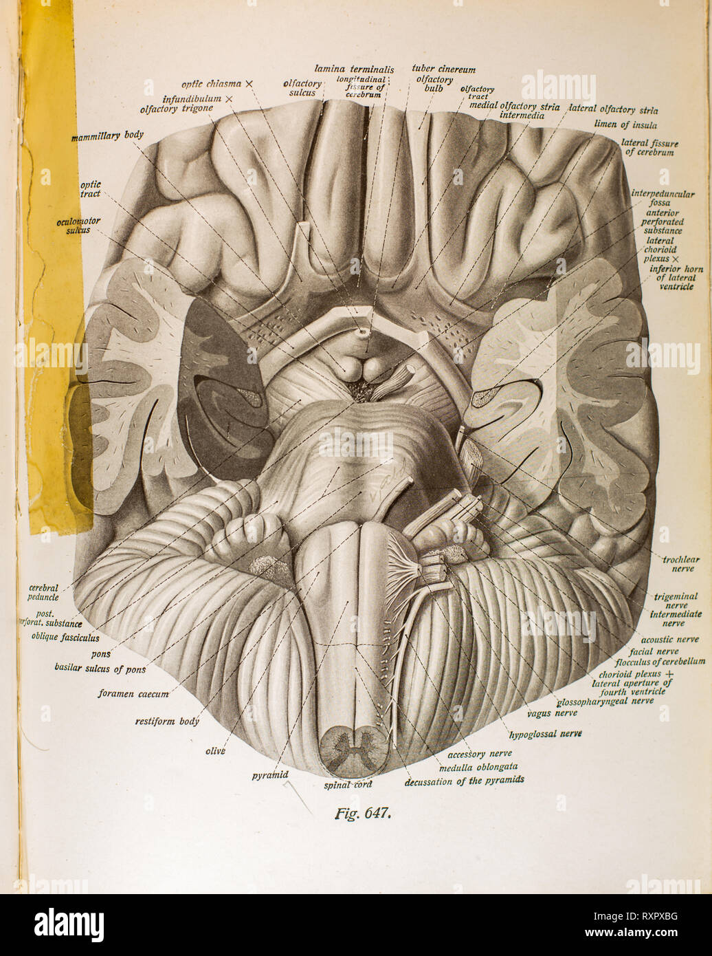 Anatomy of the Human Brain and its related structures Stock Photo - Alamy