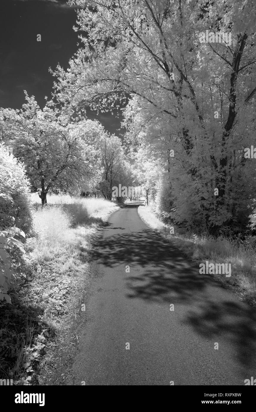 Road and plants trees and meadow in black and white infrared photo ...