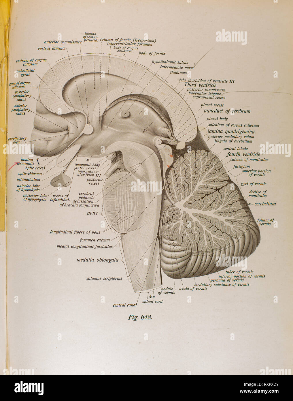 Anatomy of the Human Brain and its related structures Stock Photo - Alamy