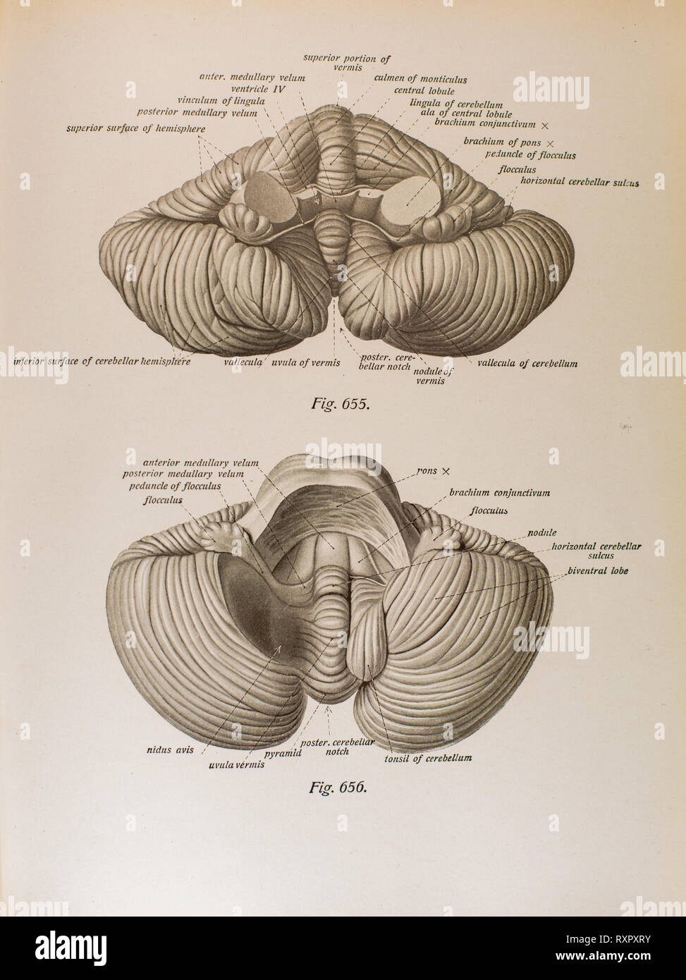 Anatomy of the Human Brain and its related structures Stock Photo - Alamy