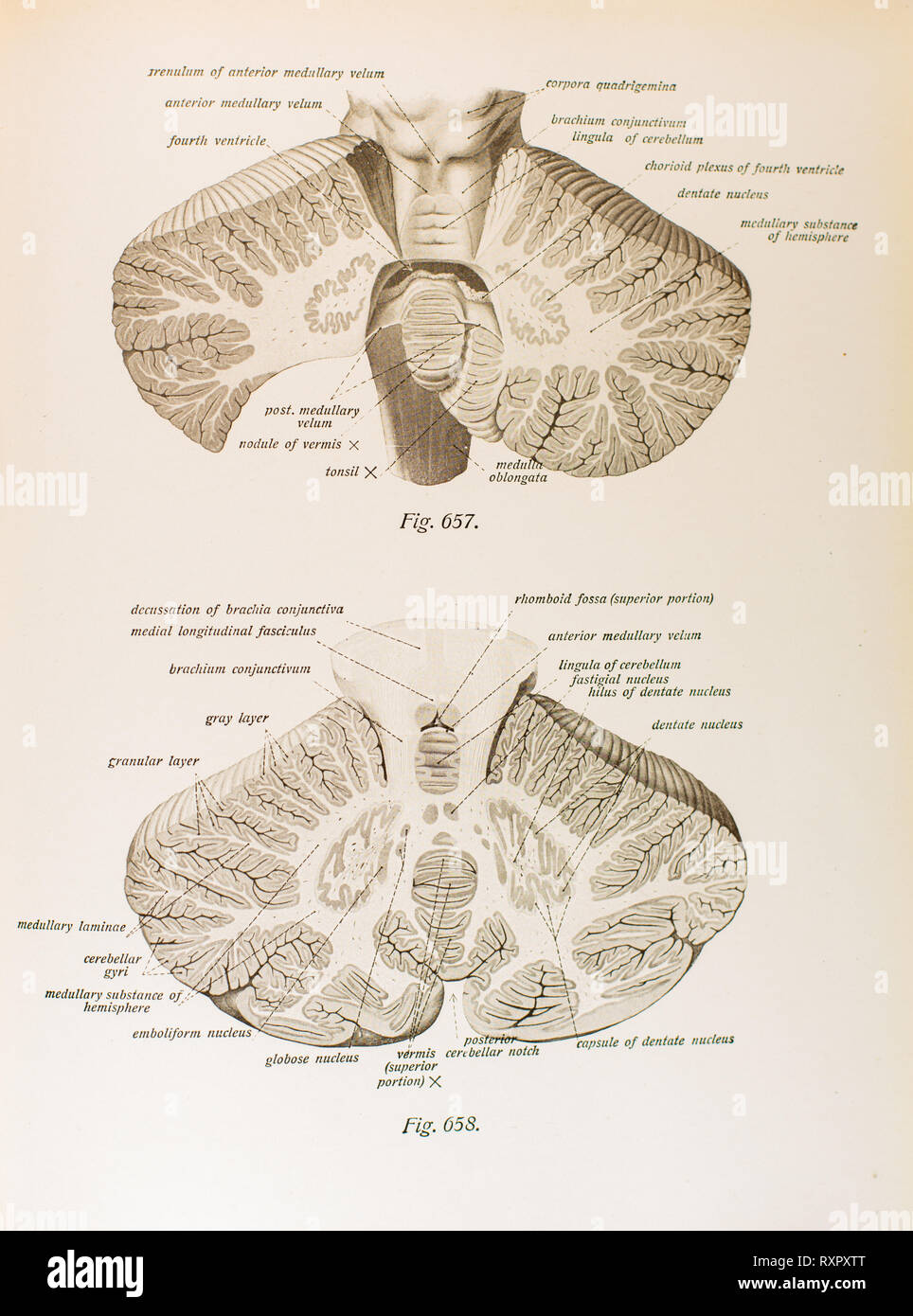 Anatomy of the Human Brain and its related structures Stock Photo - Alamy