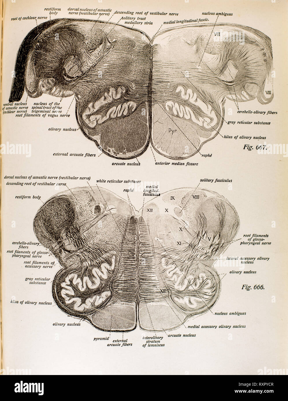 Anatomy of the Human Brain and its related structures Stock Photo - Alamy
