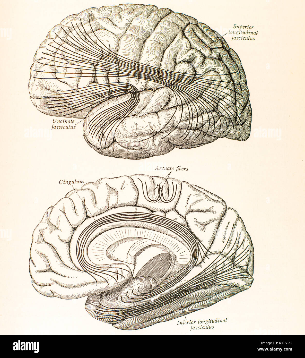 Anatomy of the Human Brain and its related structures Stock Photo - Alamy