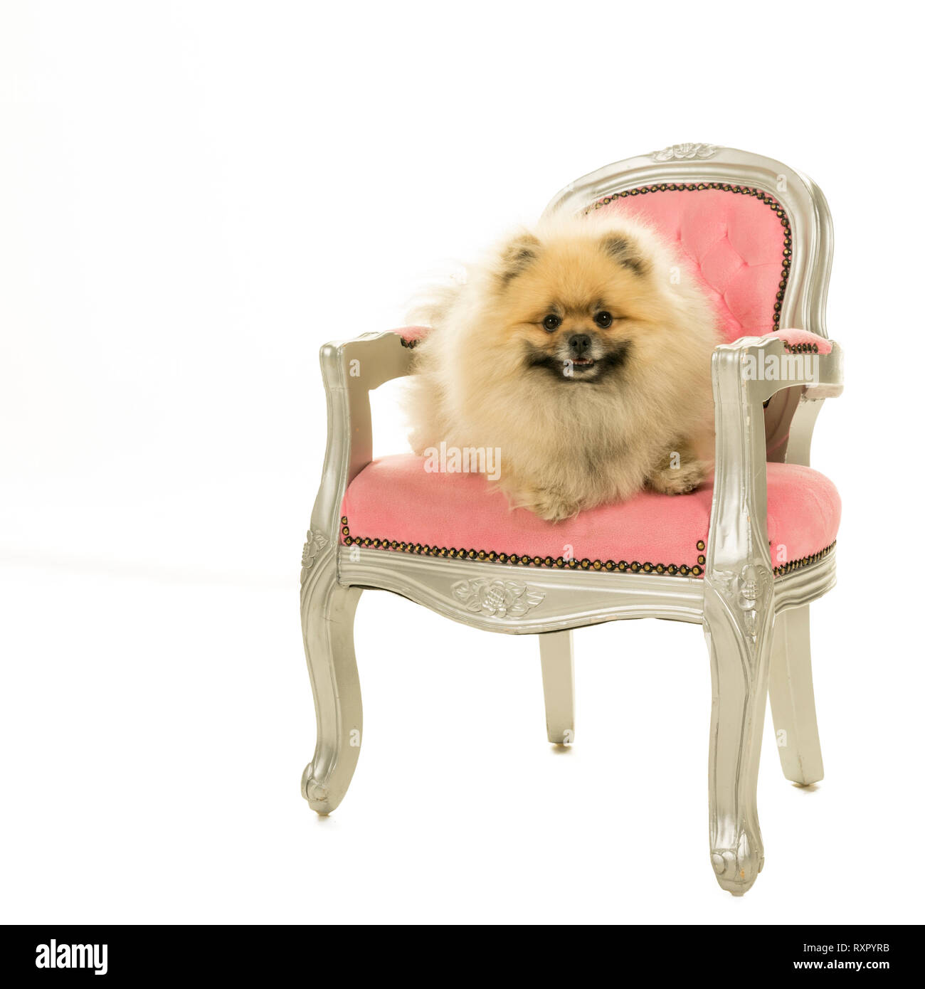Fluffy dog sitting in Cut Out Stock Images & Pictures - Alamy