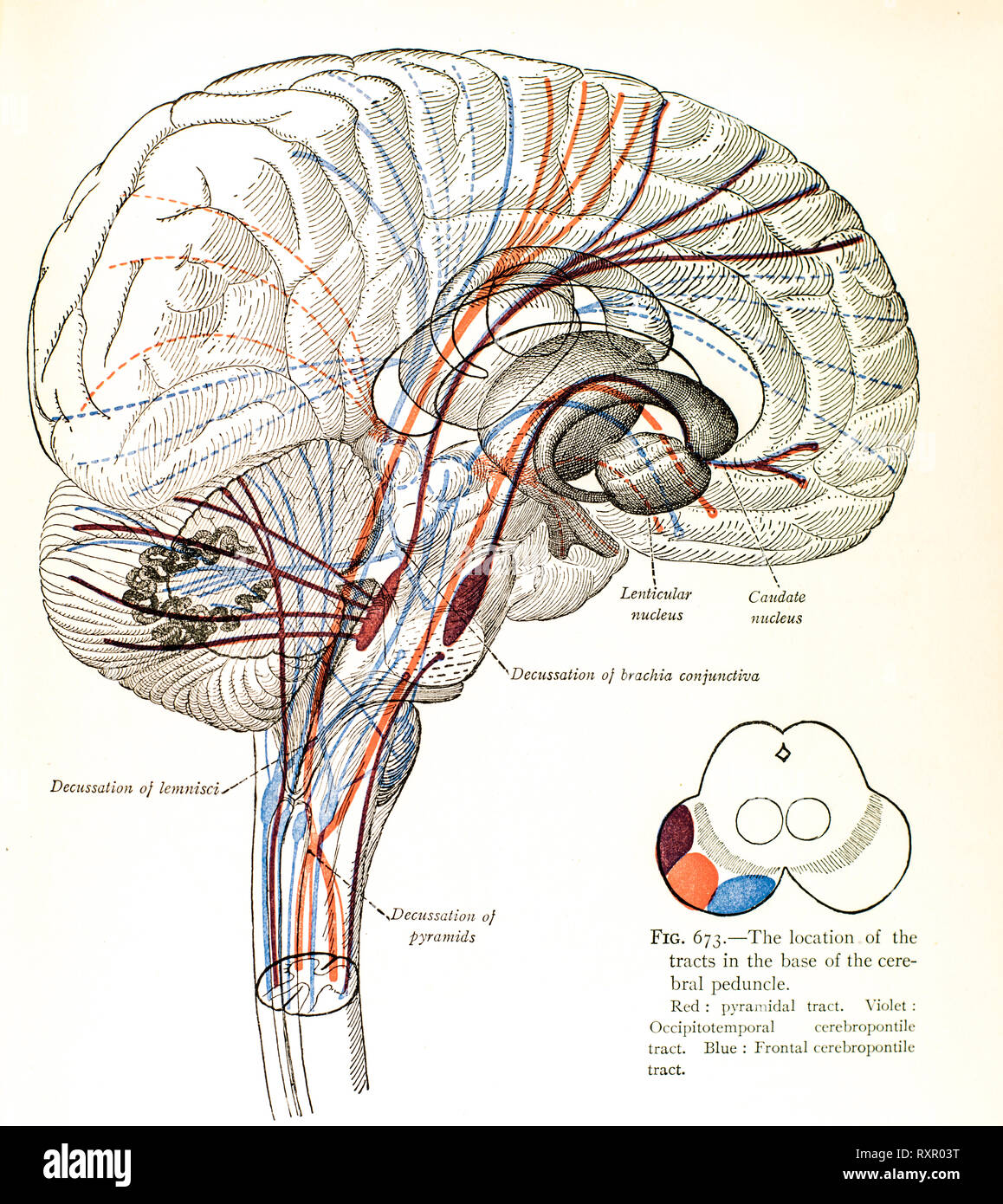 Anatomy of the Human Brain and its related structures Stock Photo - Alamy