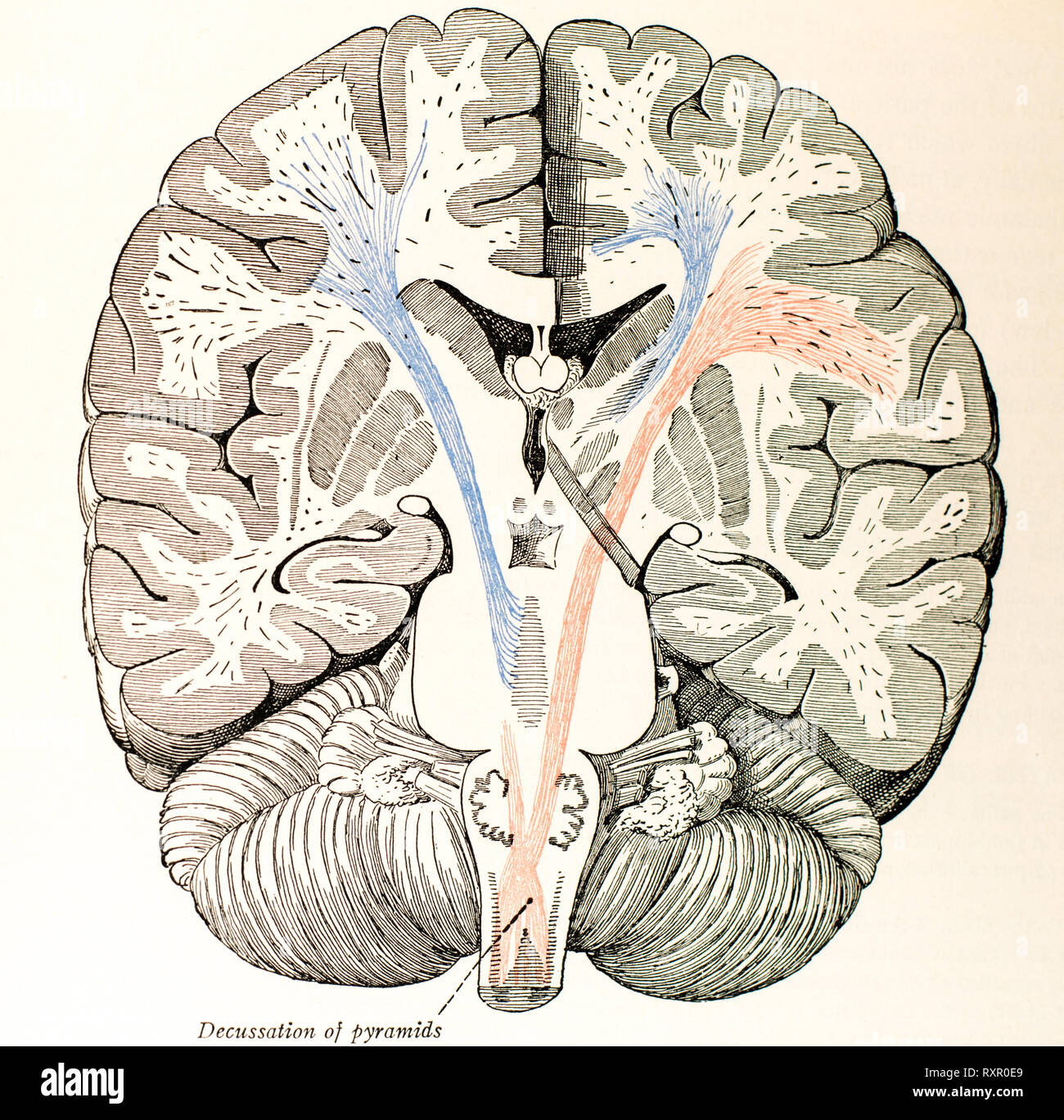 Anatomy of the Human Brain and its related structures Stock Photo - Alamy