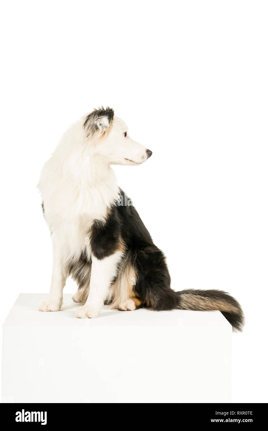 Australian Shepherd dog in white background looking back Stock Photo ...