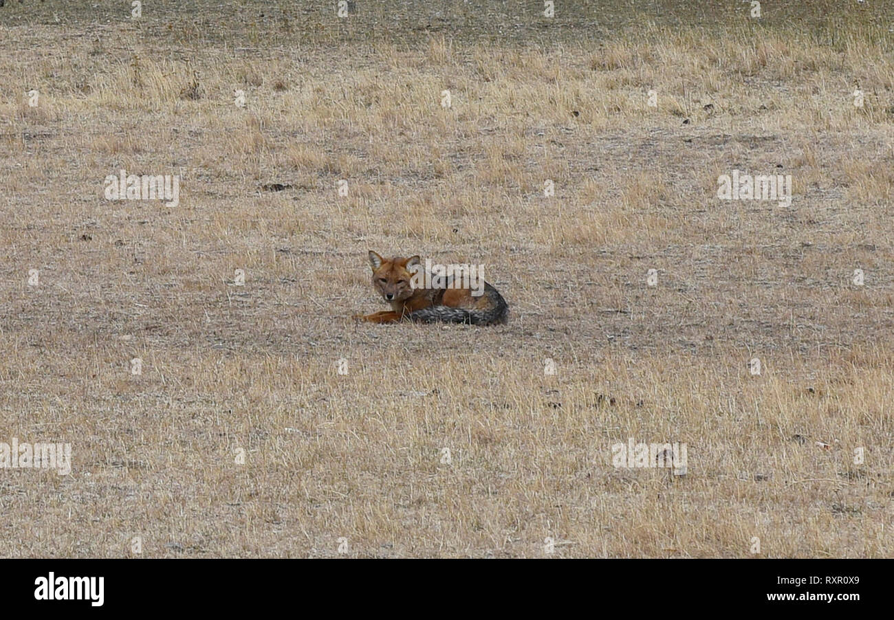 Culpeo (Andean) fox, Patagonia National Park, Aysen, Patagonia, Chile ...
