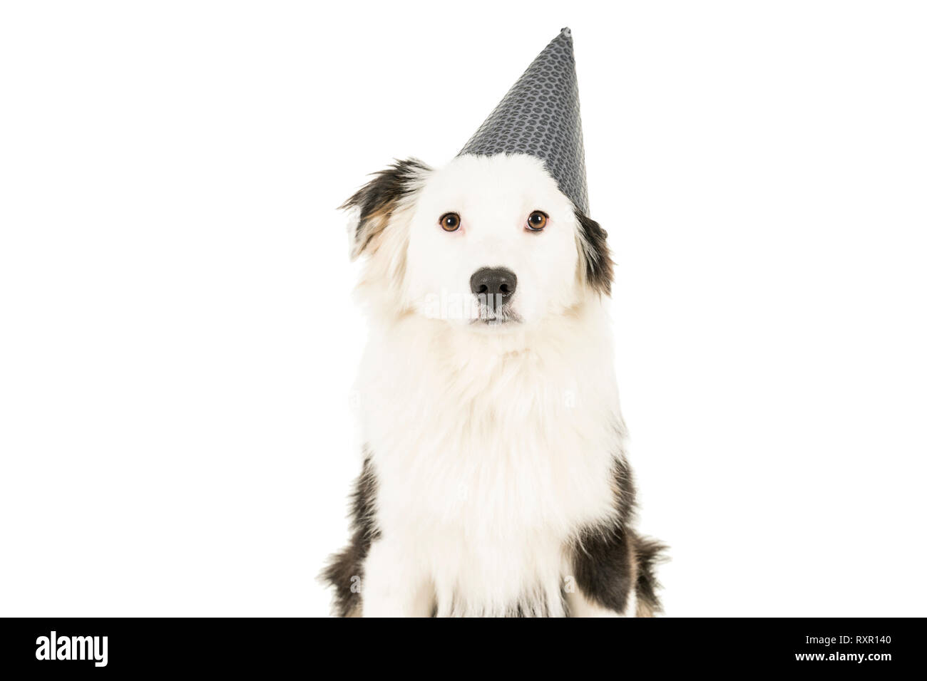 Australian shepherd in birthday hi-res stock photography and images - Alamy