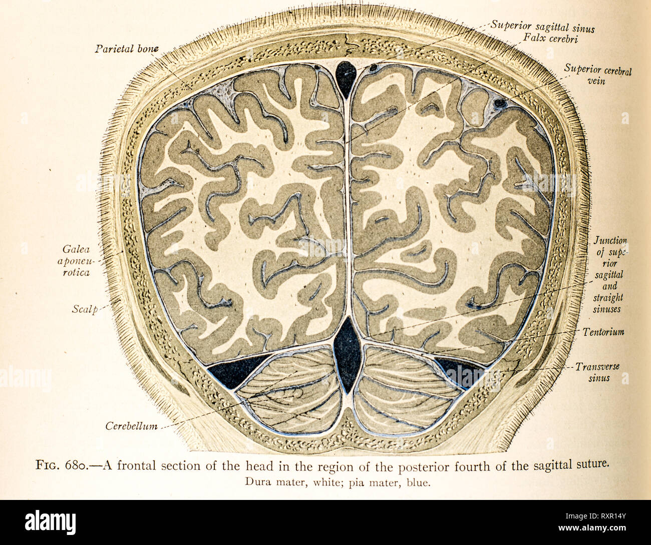 Anatomy of the Human Brain and its related structures Stock Photo - Alamy