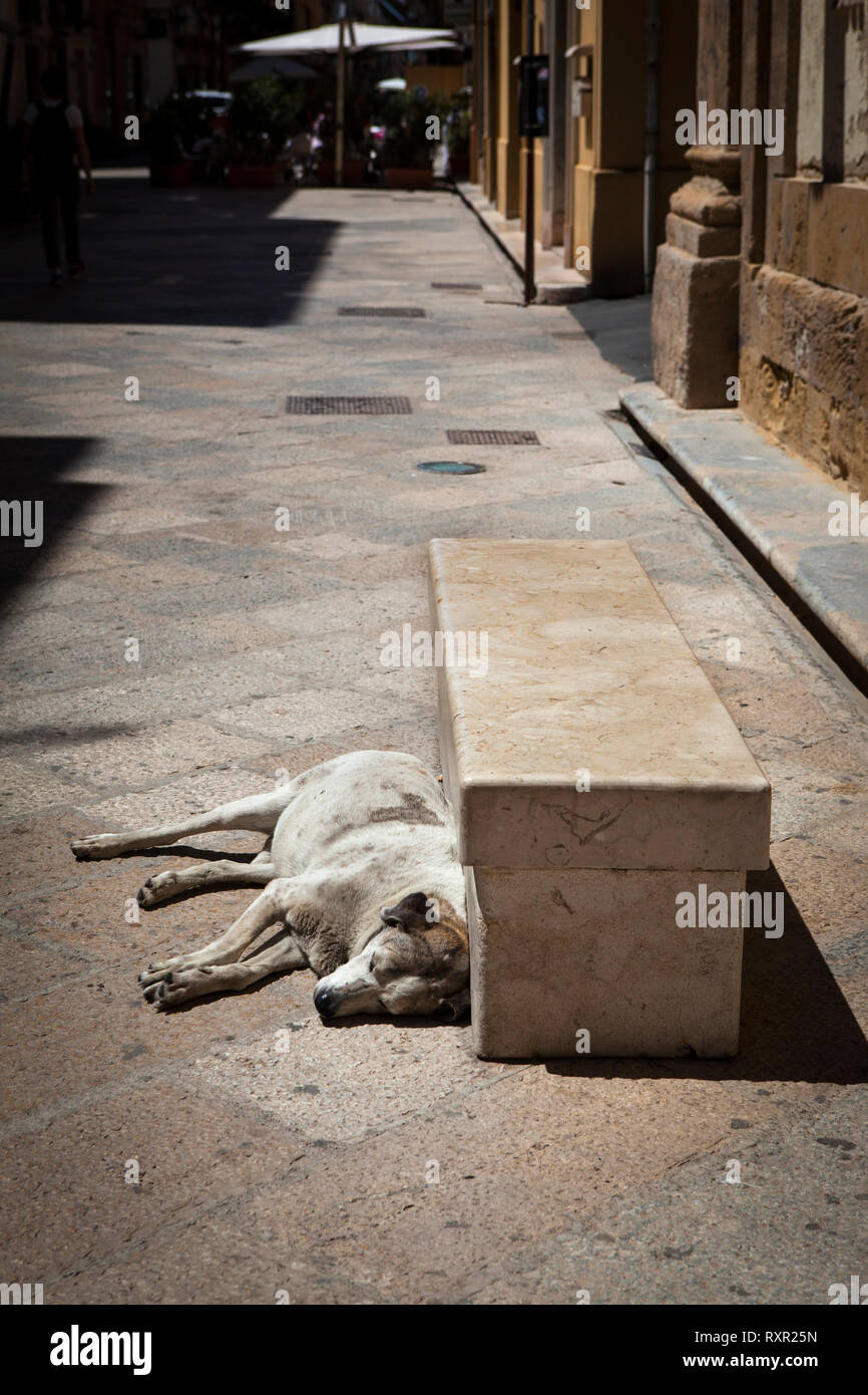 Street dog dozes in the afternoon sun, Trapani, Sicily, Italy. (c) 2013 ...