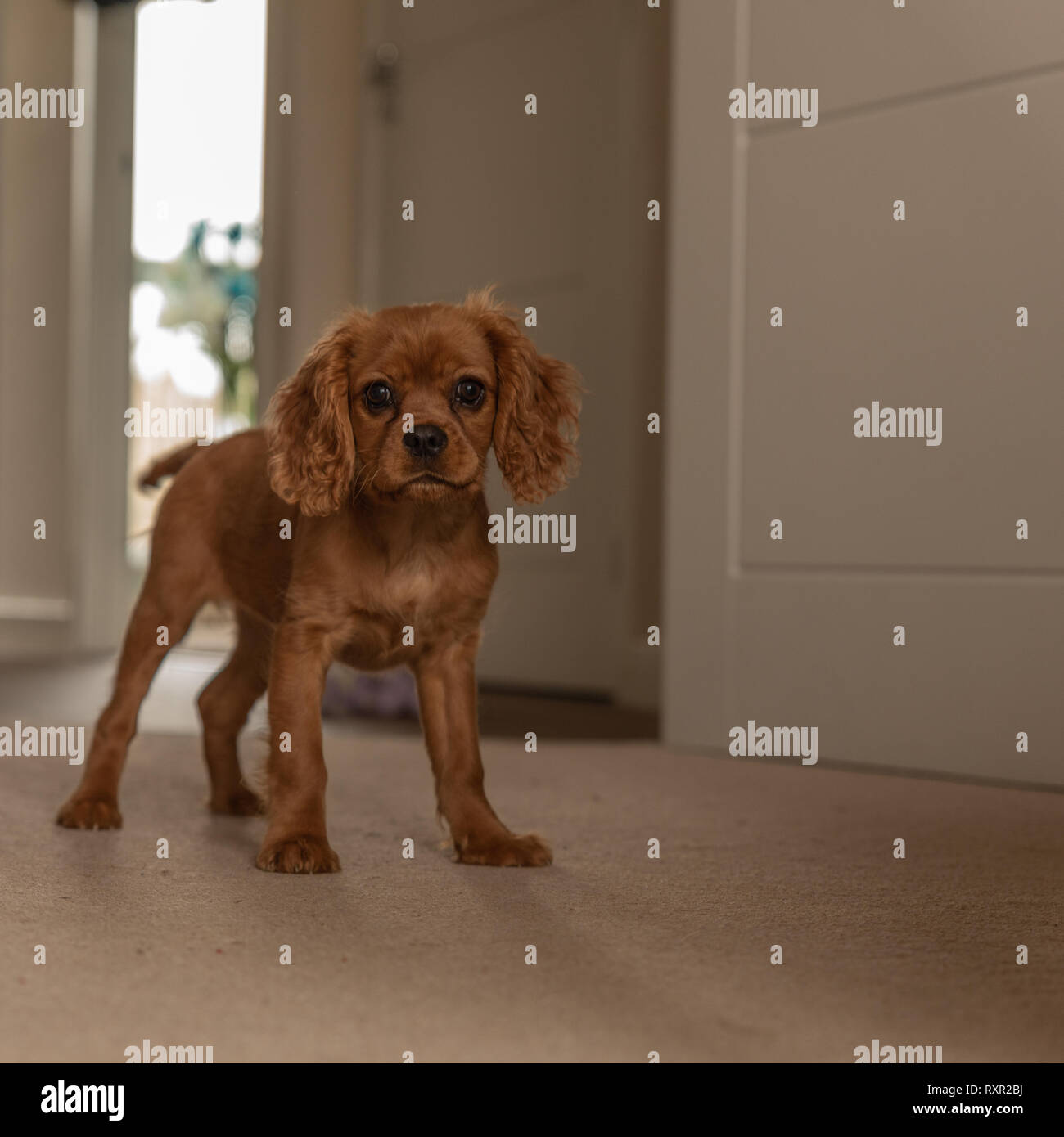 Ruby king hi-res stock photography and images - Alamy
