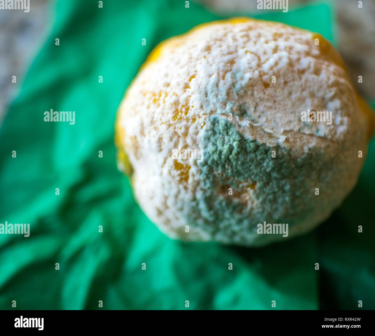 isolated, rotten, decayed, rotten lemon on a green drape Stock Photo ...