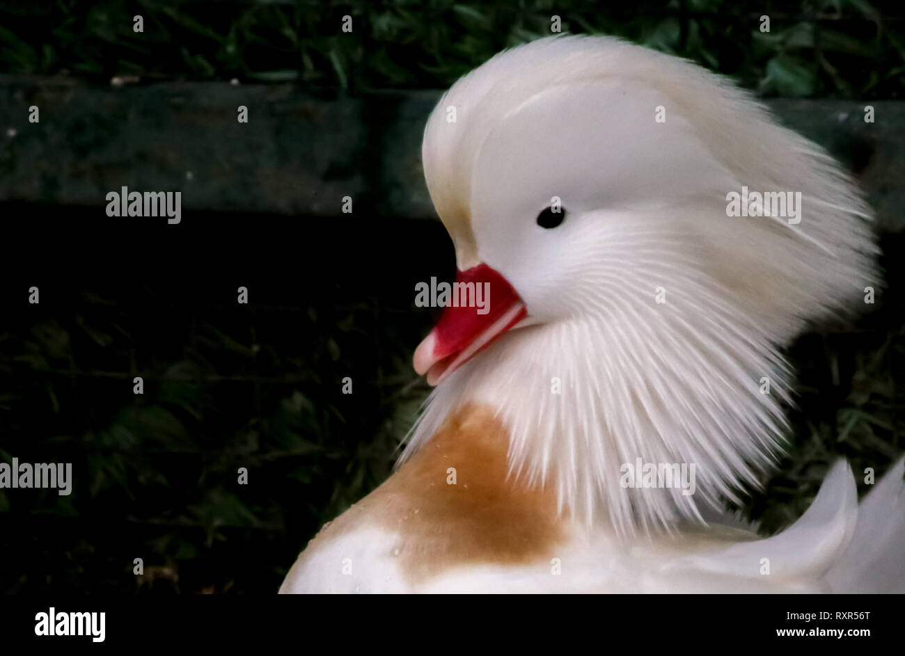 white mandarin duck Stock Photo - Alamy