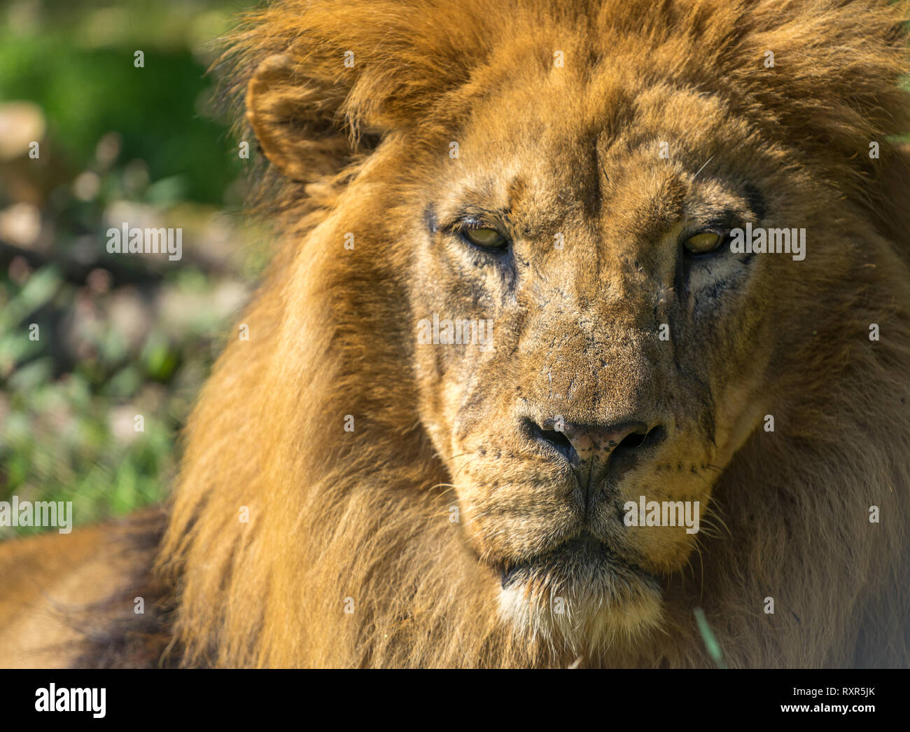 Close up of lions head looking straight ahead Stock Photo - Alamy