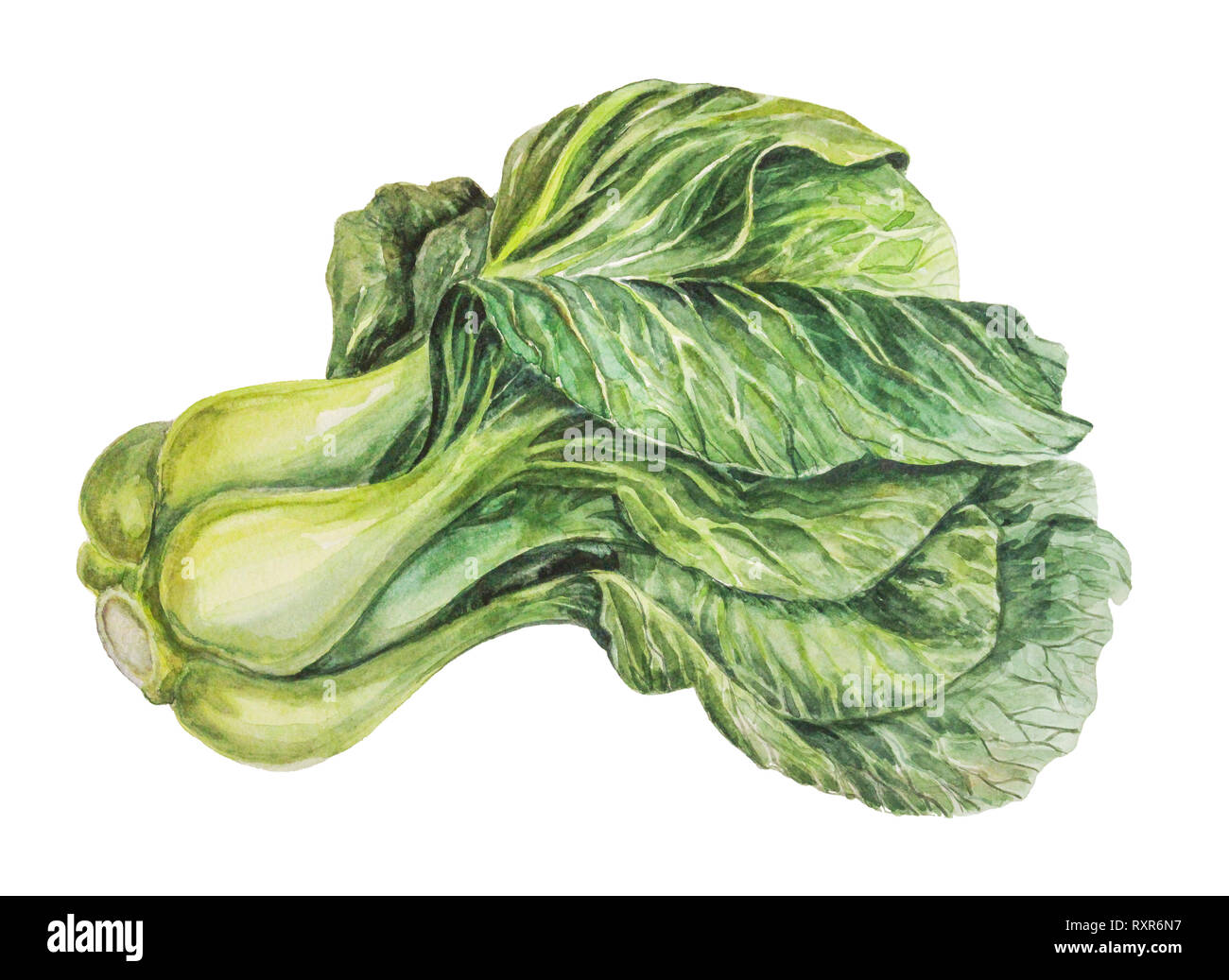 Botanical drawing cabbage hi-res stock photography and images - Alamy