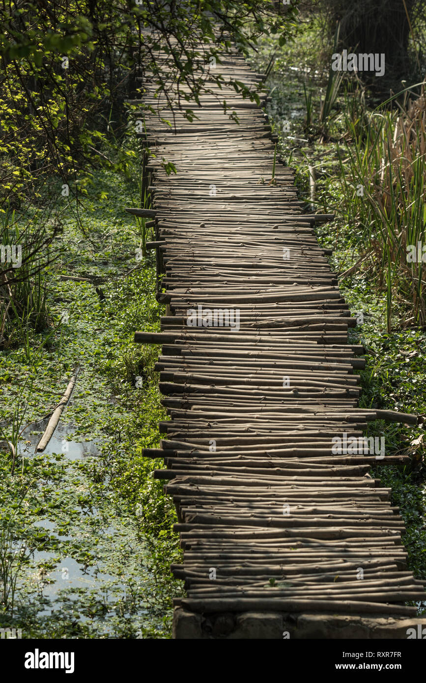 A natural walking path made of bamboo in Okhla Bird Sanctuary Stock ...