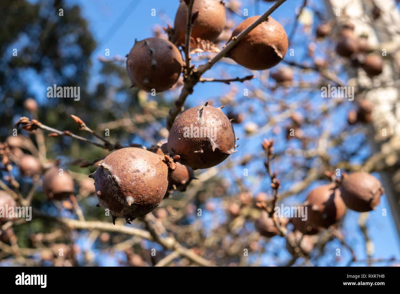 Oak galls hi-res stock photography and images - Alamy