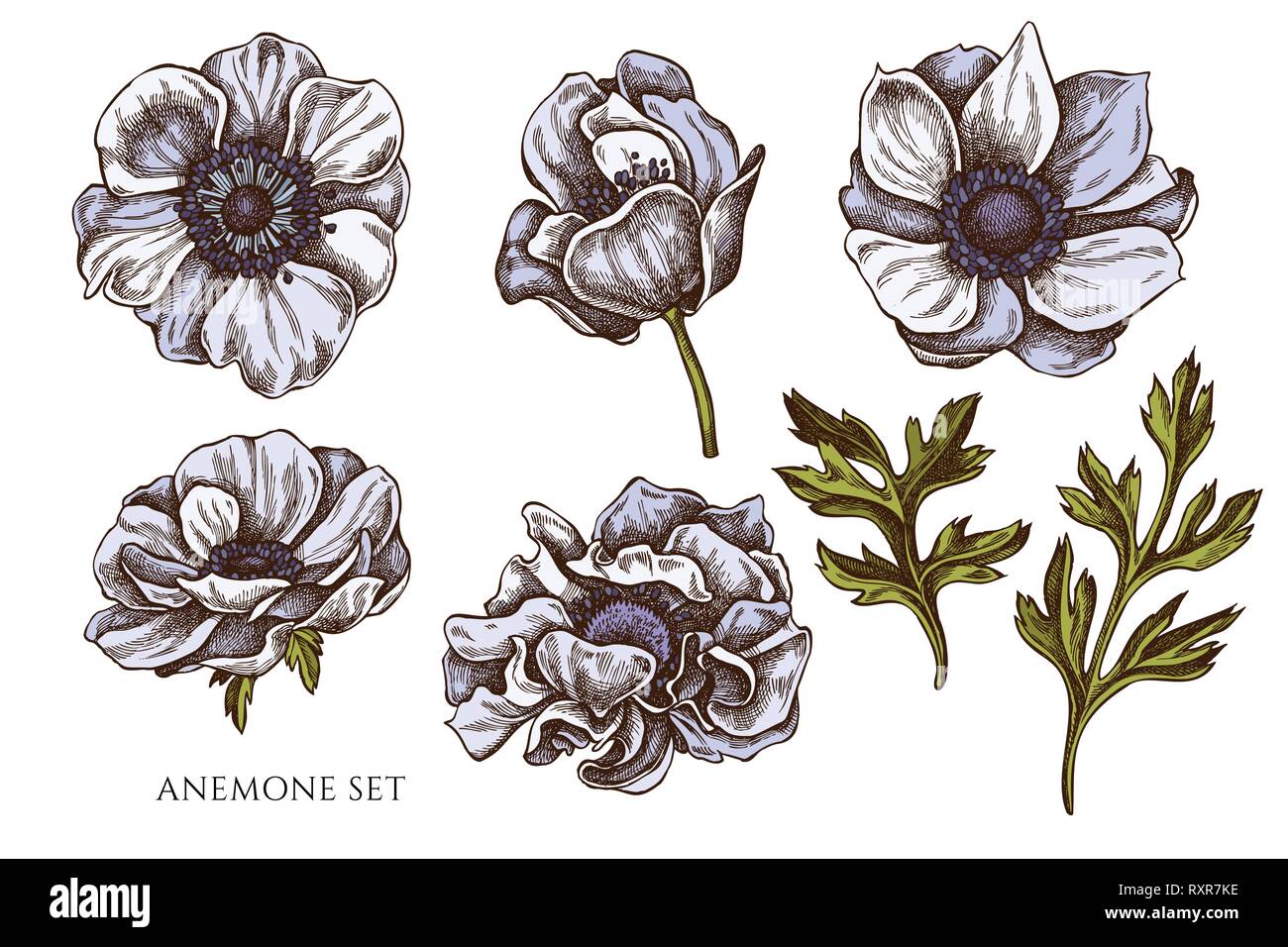 Vector collection of hand drawn colored anemone stock illustration ...